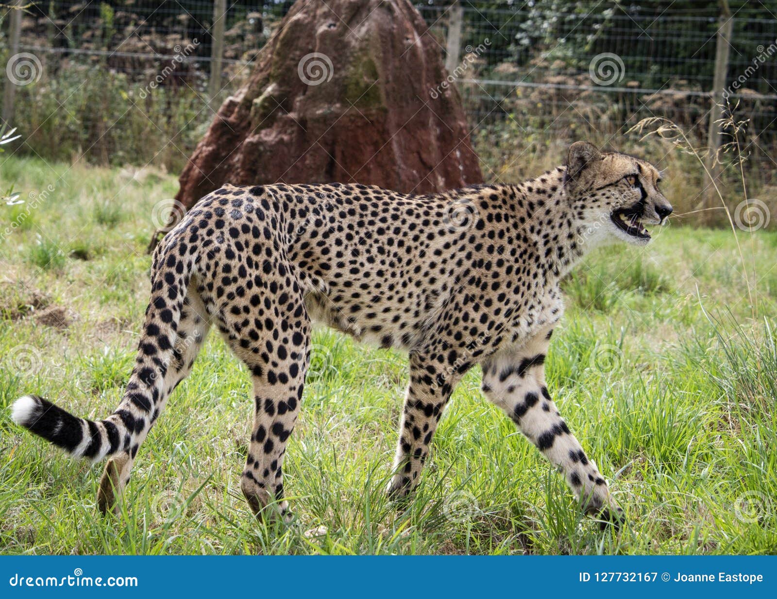 Cheetah in Captivity, Standing Stock Image - Image of hamerton, outdoor ...