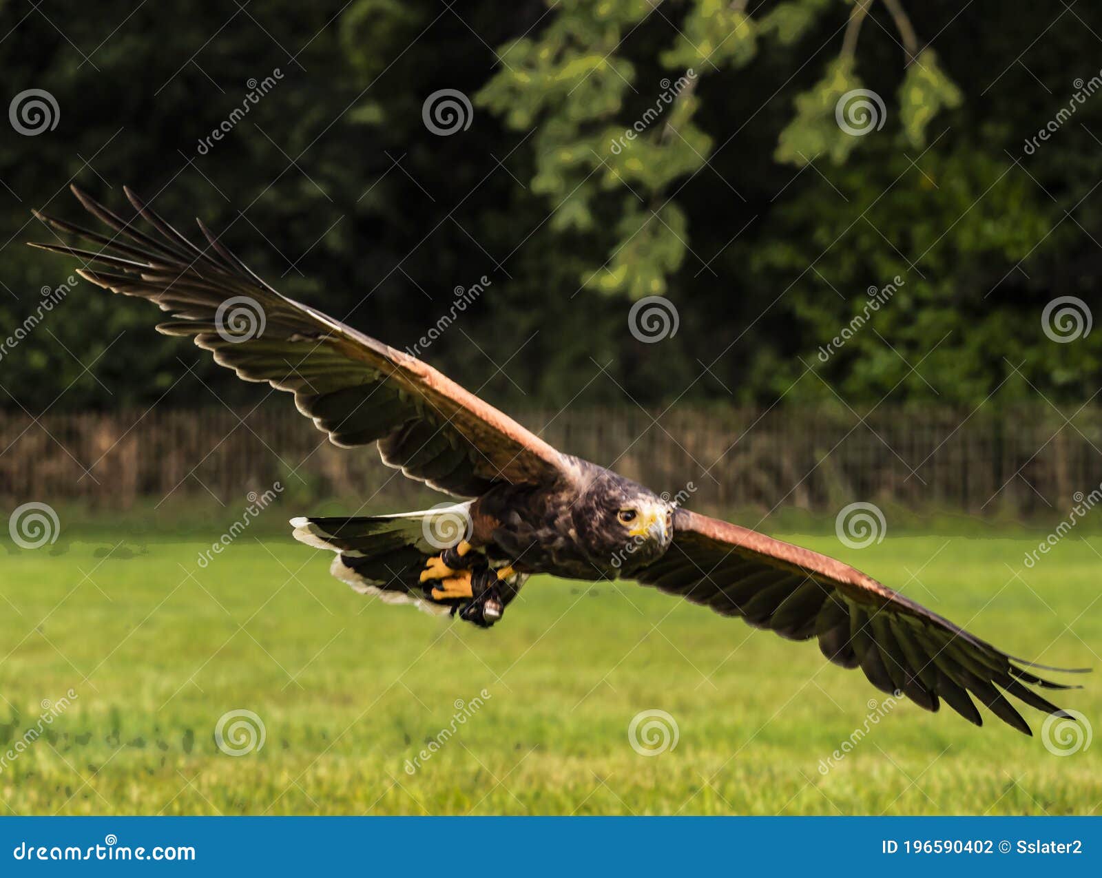 UK - Harris Hawk in Flight at Low Level Stock Photo - Image of ...