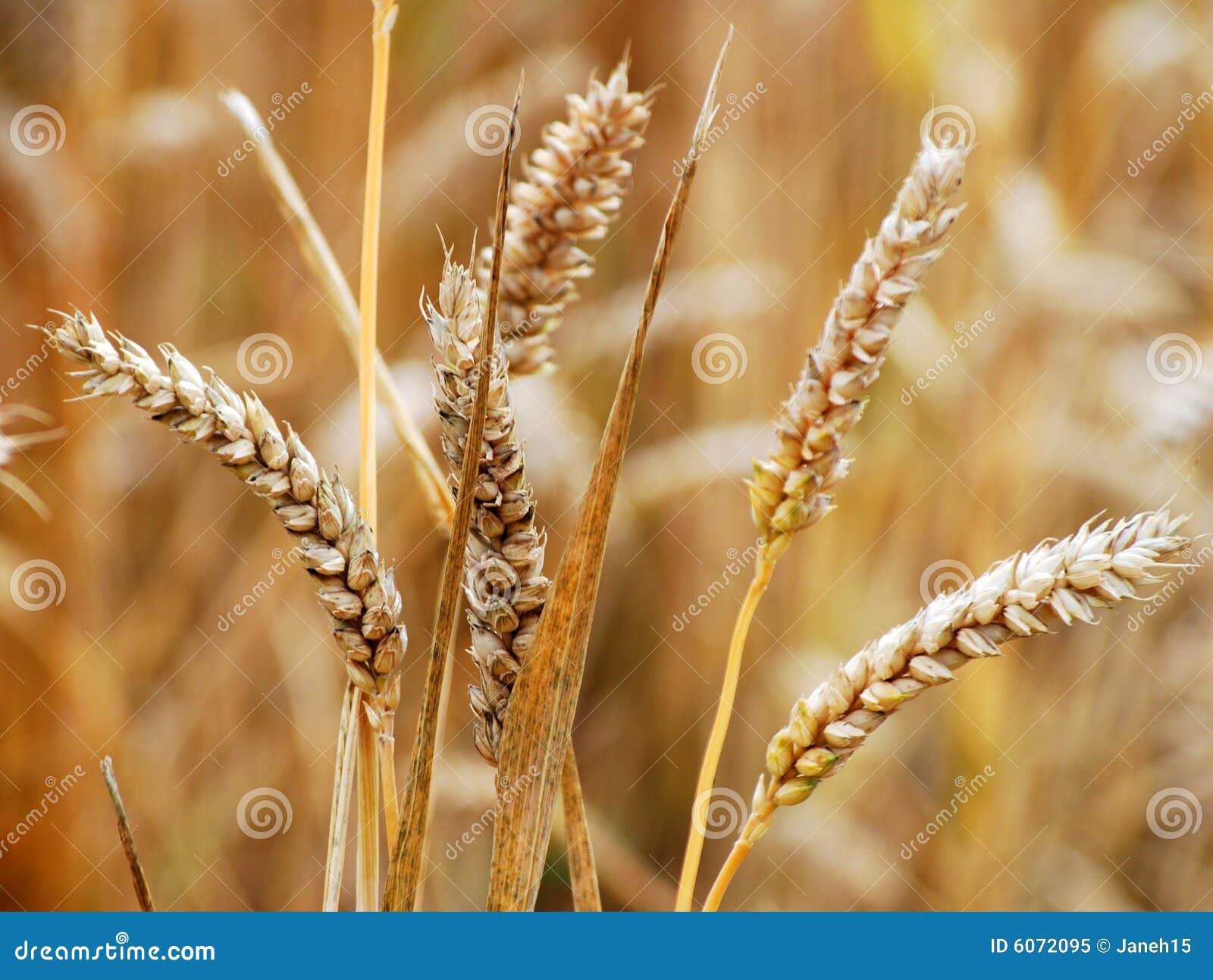 UK wheat crop stock image. Image of health, plant, agriculture - 6072095
