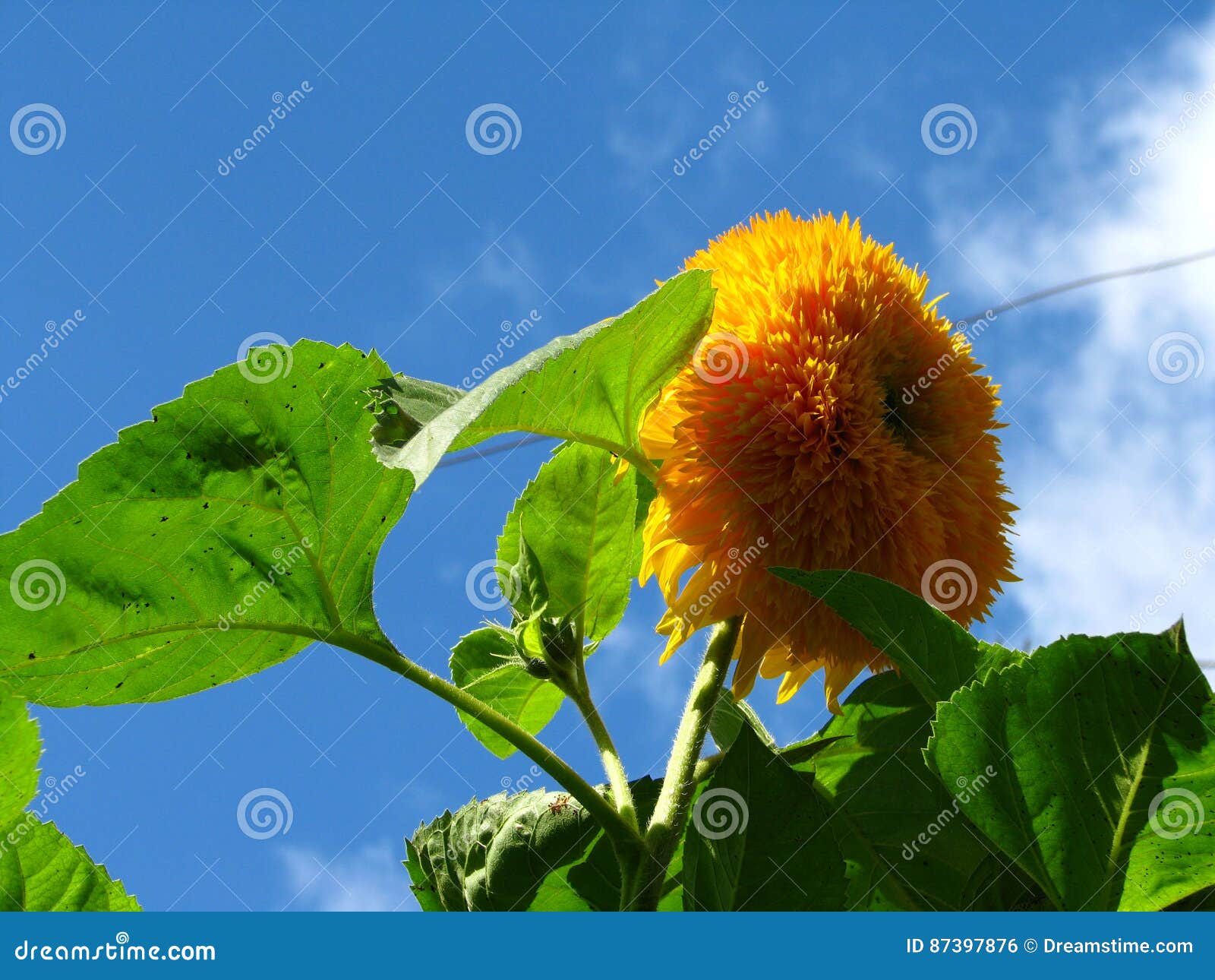 Ukraina blomma - solros arkivfoto. Bild av affär, produktion - 87397876