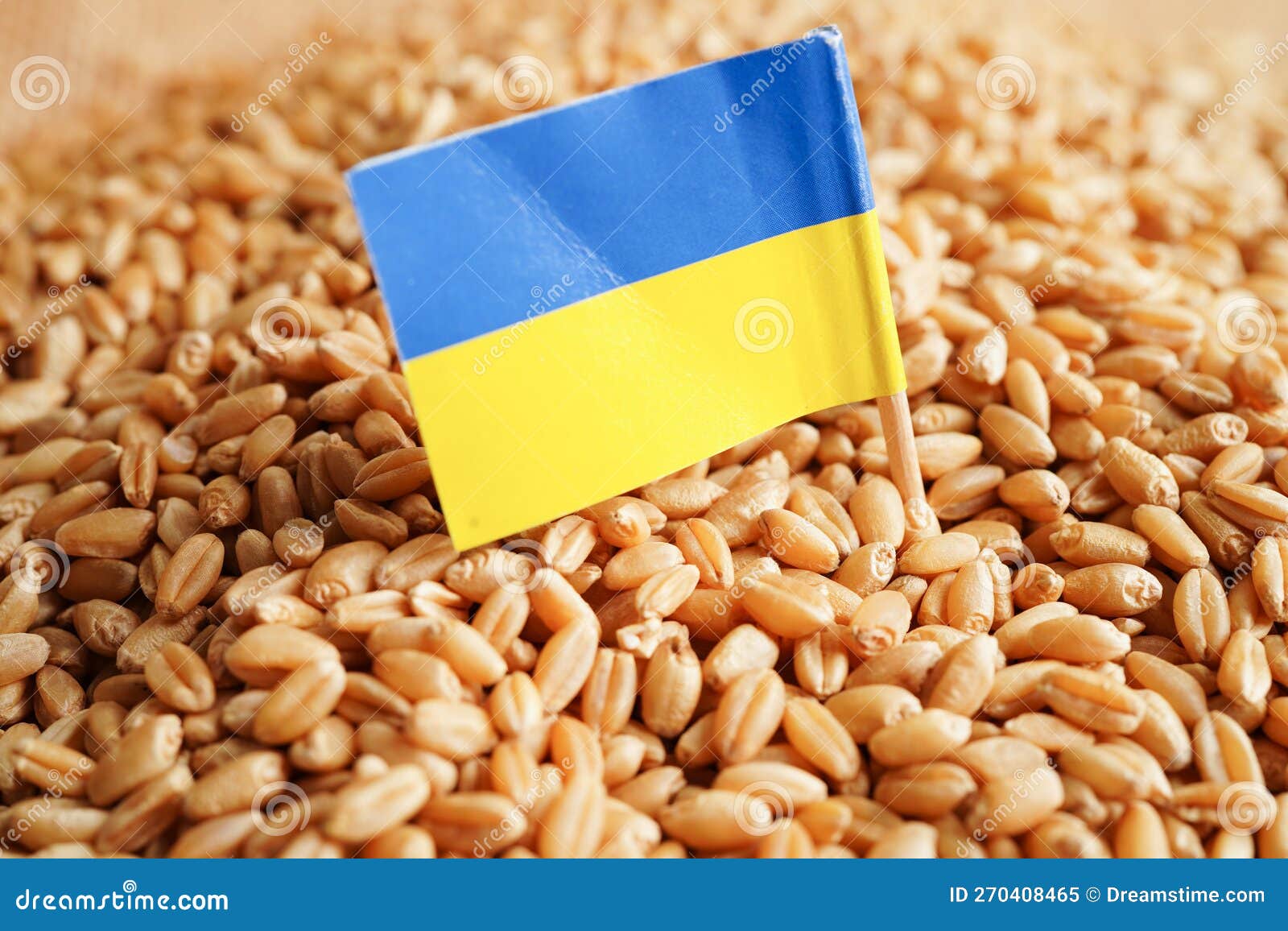 Ukraine on Grain Wheat, Trade Export and Economy Concept Stock Image ...