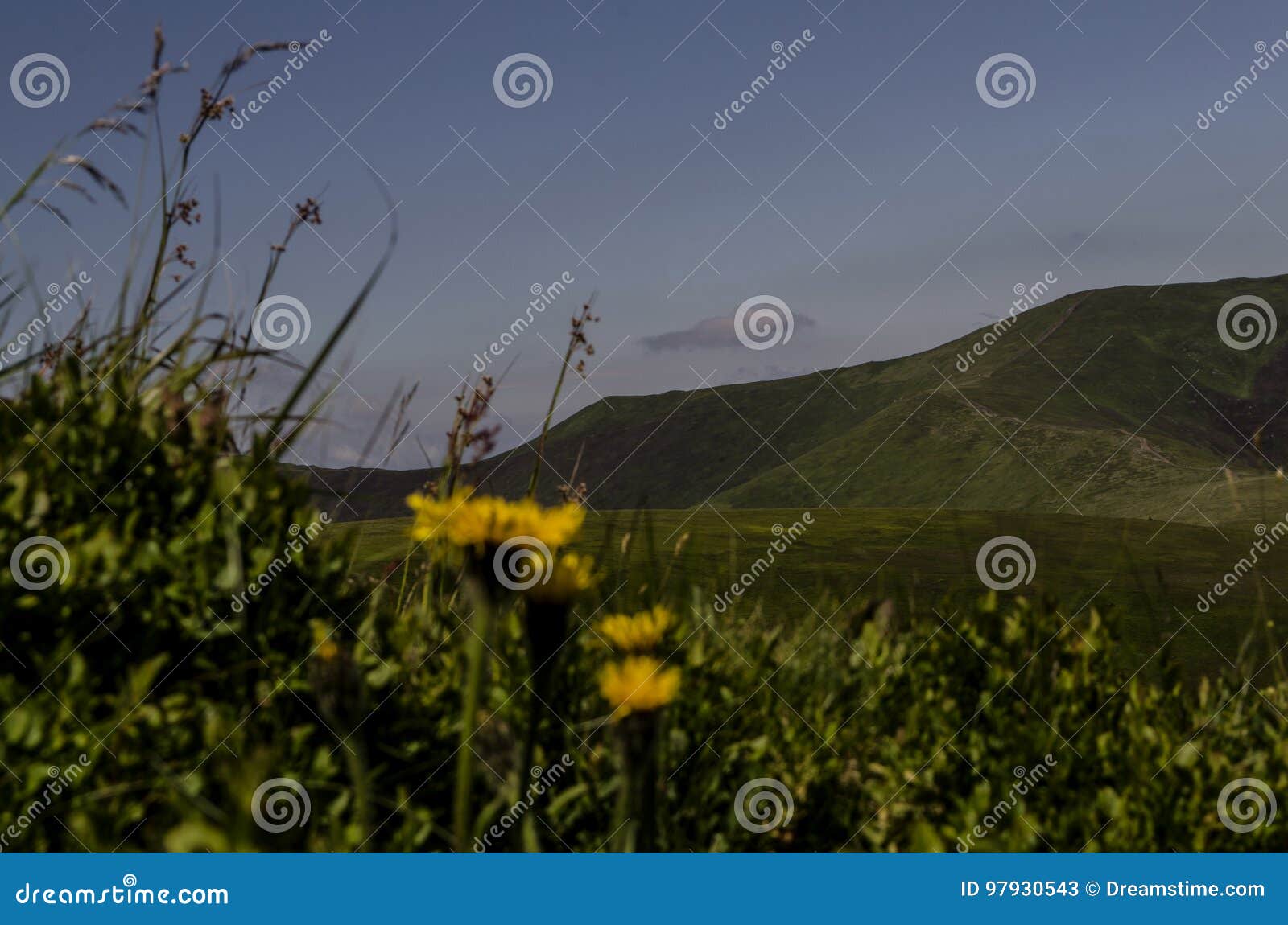 Ukraine karpaty stock image. Image of borgawa, spruce - 97930543
