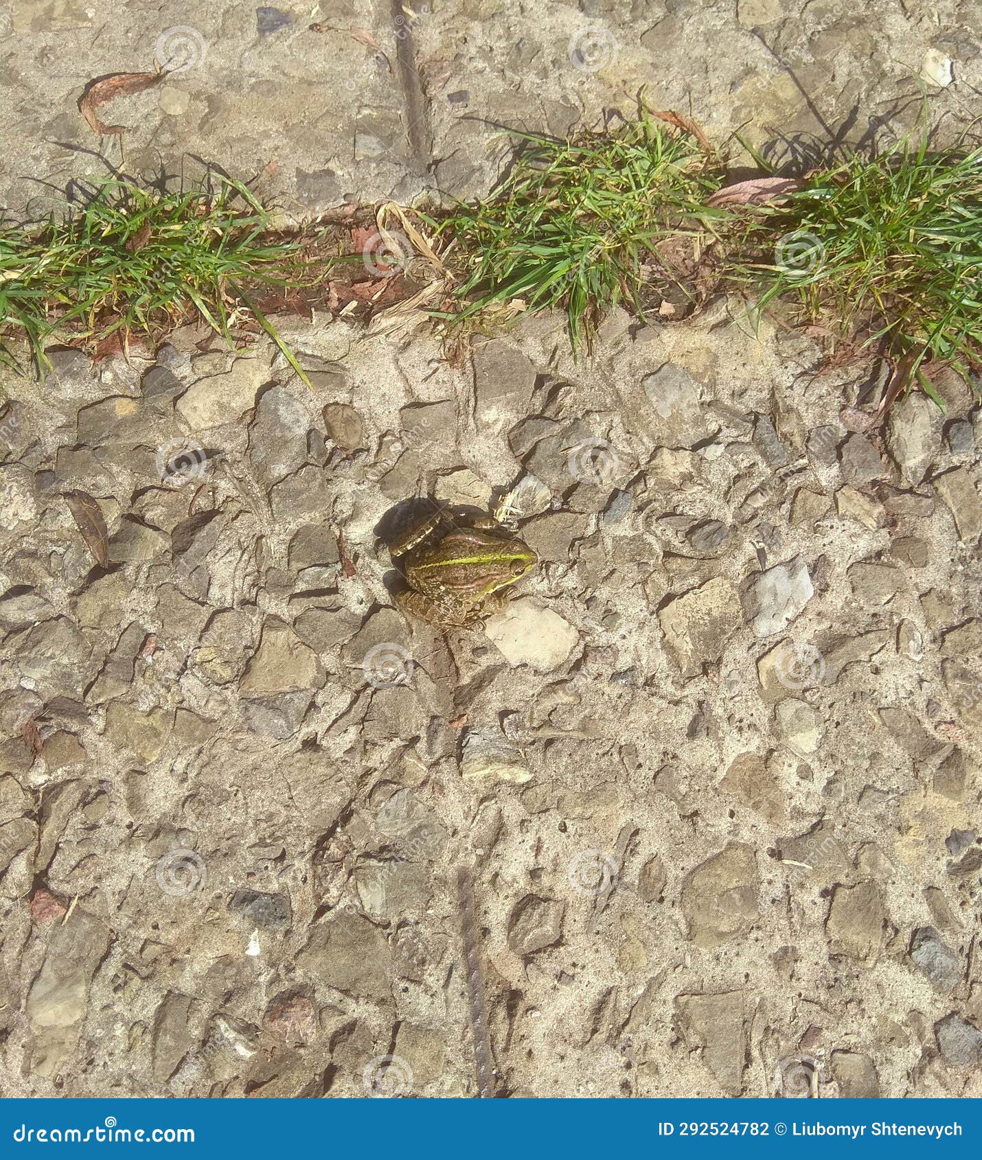 Ukraine, Prykarpattia, a Small Green Frog in the Rays of the Sun Stock ...