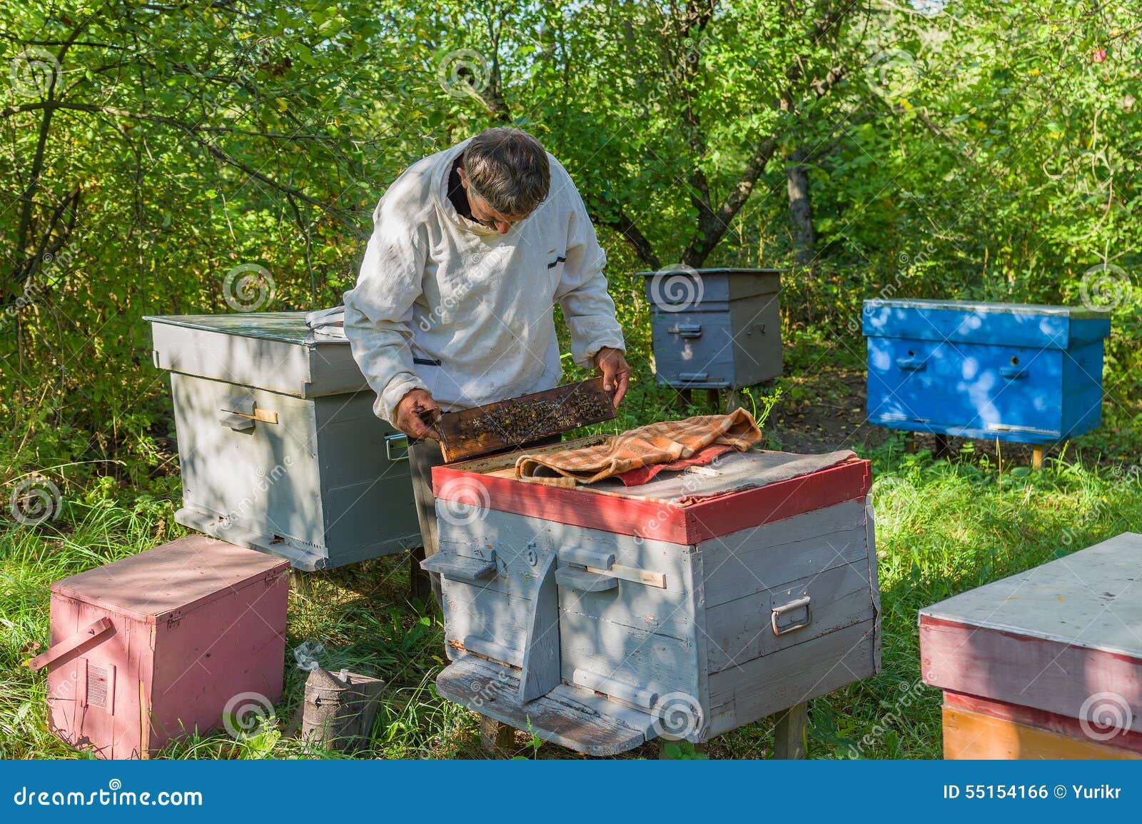 Ukrainian Bee-keeper at Work Stock Photo - Image of garden, family ...