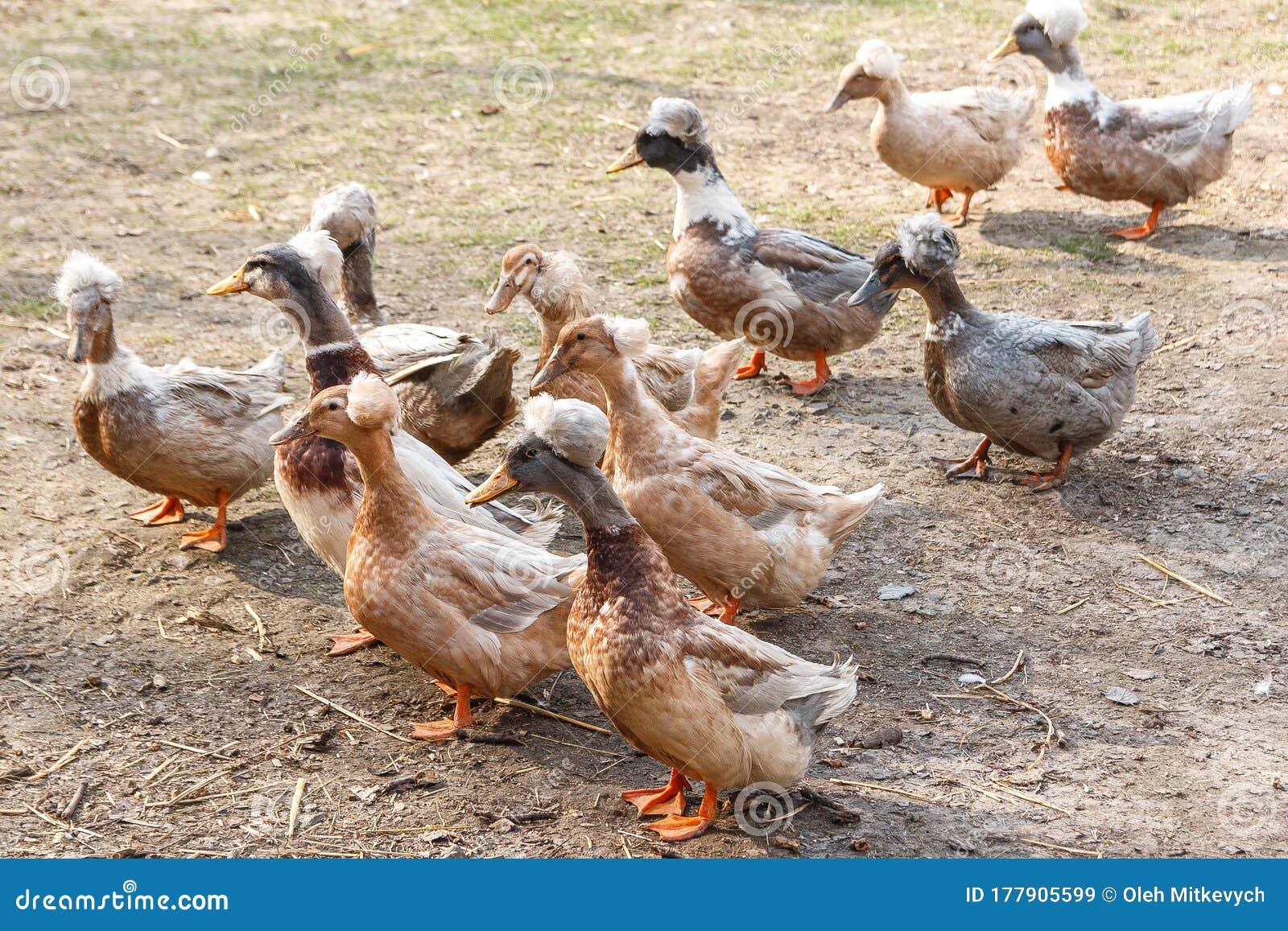 Many Ukrainian Crested Ducks. Zoo. Stock Image - Image of ukrainian ...