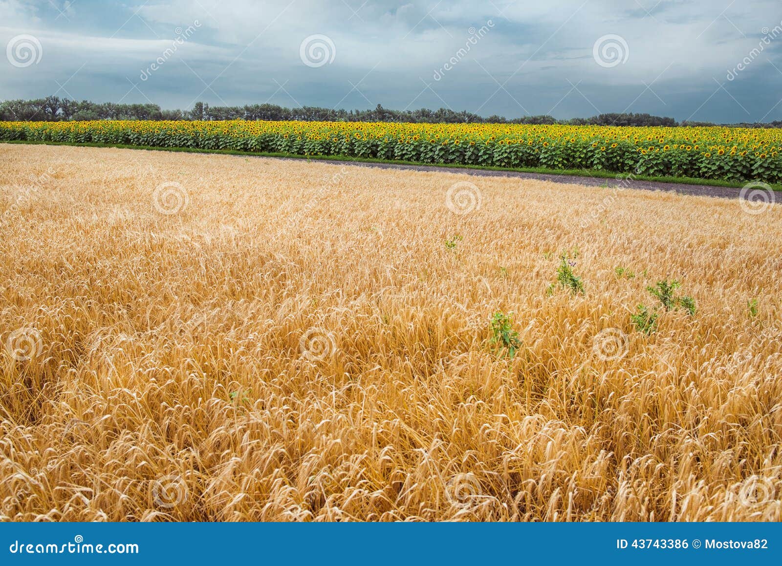 Ukrainian field of rye stock photo. Image of yellow, field - 43743386