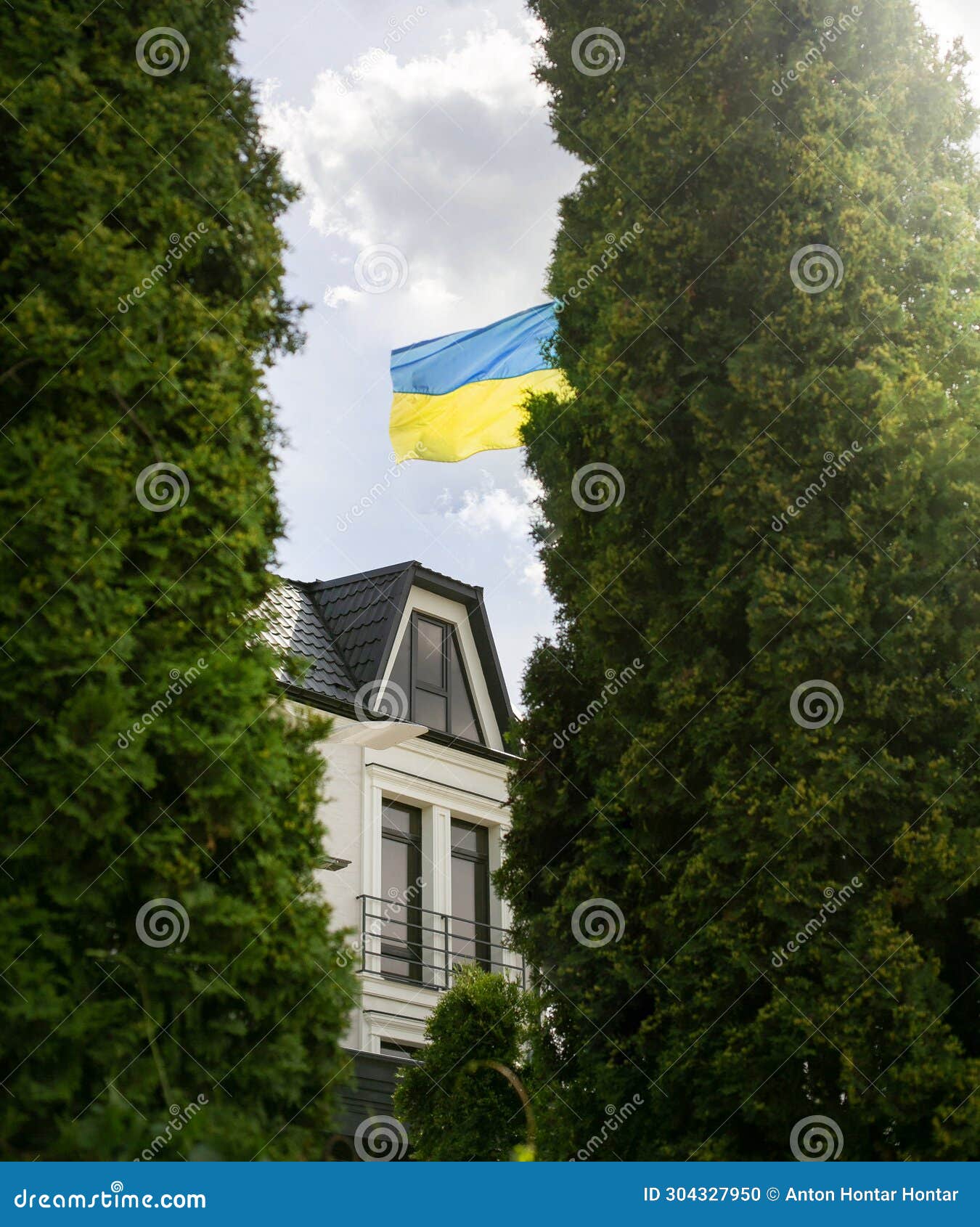Ukrainian Flag in White Cedar Trees Beautiful Window Background Stock ...