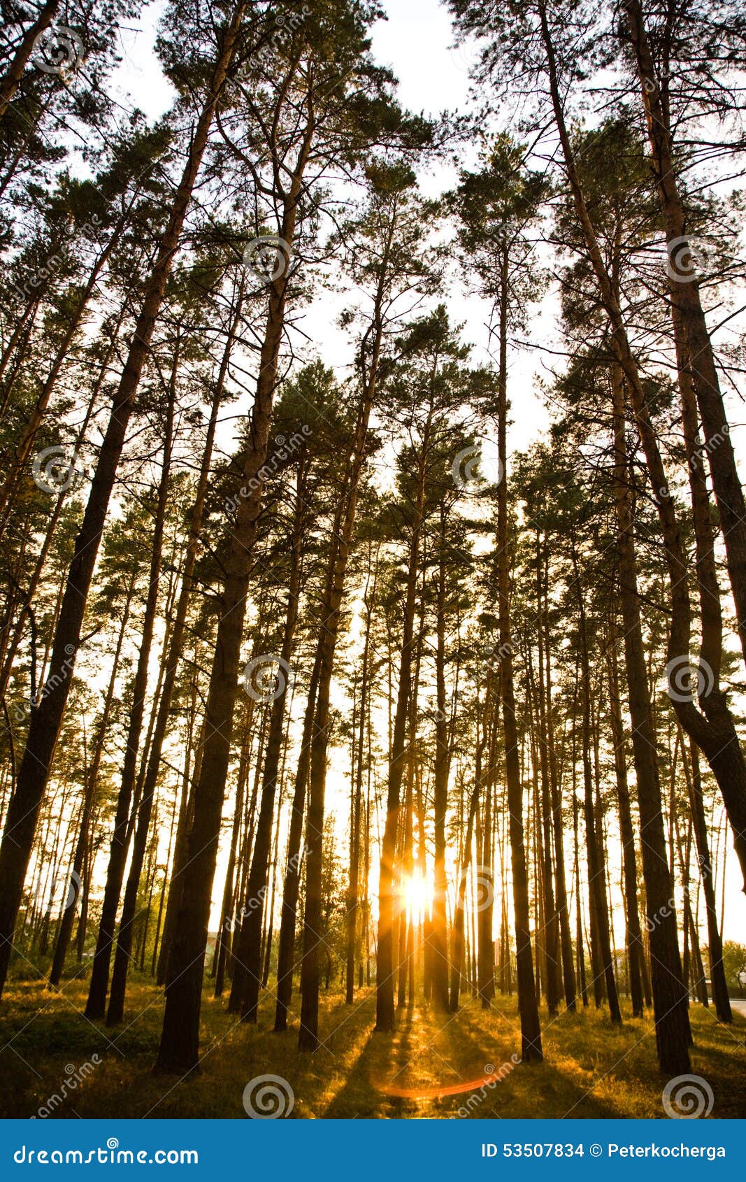 Ukrainian forest stock photo. Image of romantic, ukraine - 53507834