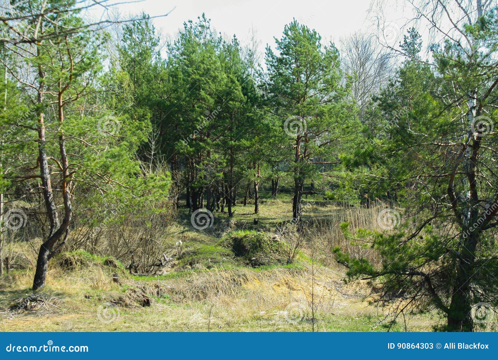 Ukrainian forest stock image. Image of form, colours - 90864303