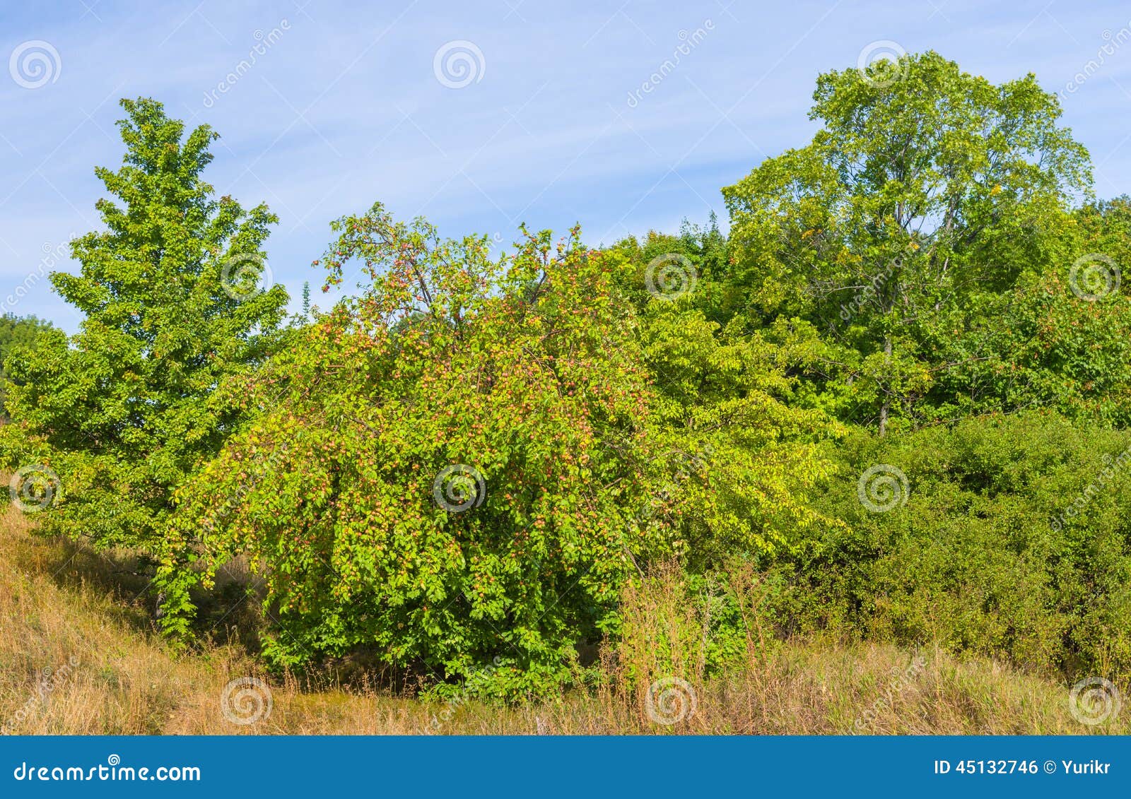 Ukrainian Landscape with Wild Apple Tree Stock Photo - Image of fruit ...