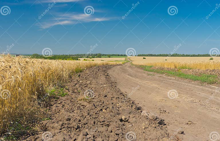 Ukrainian Rural Landscape with Corn Fields Stock Photo - Image of ...