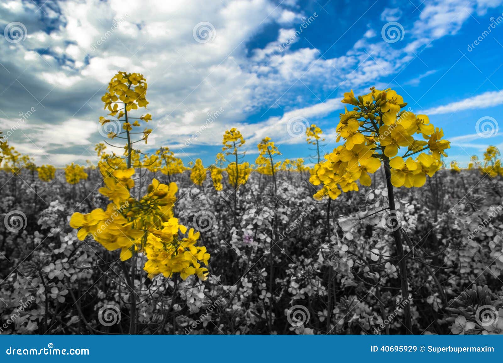 Spring stock image. Image of ukraine, flowers, rapeseed - 40695929