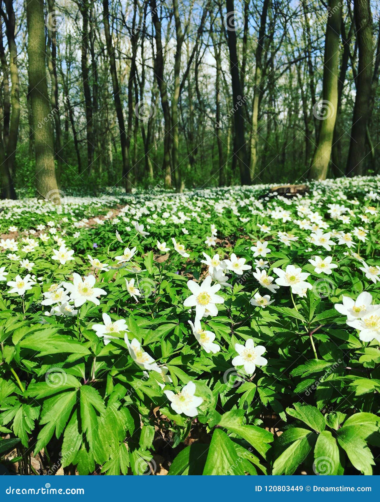 Ukrainian spring stock image. Image of spring, forest - 120803449