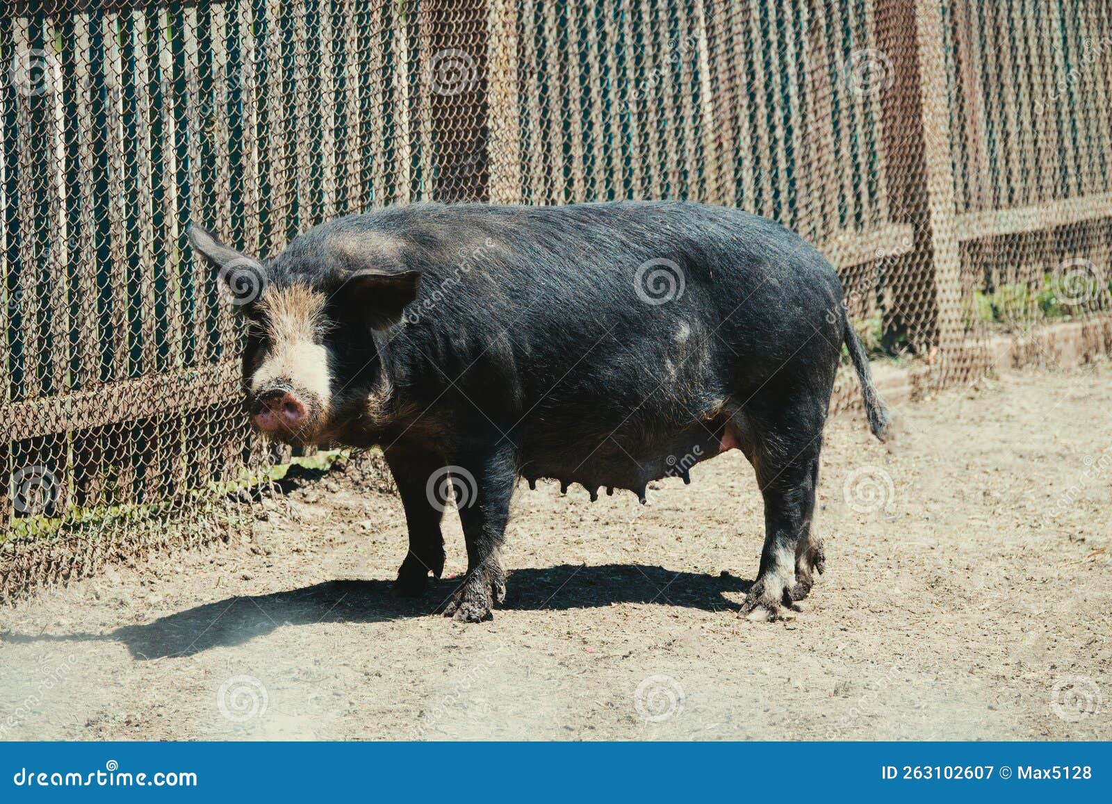 Ukrainian Steppe Pock-marked Breed of Pigs Stock Image - Image of white ...