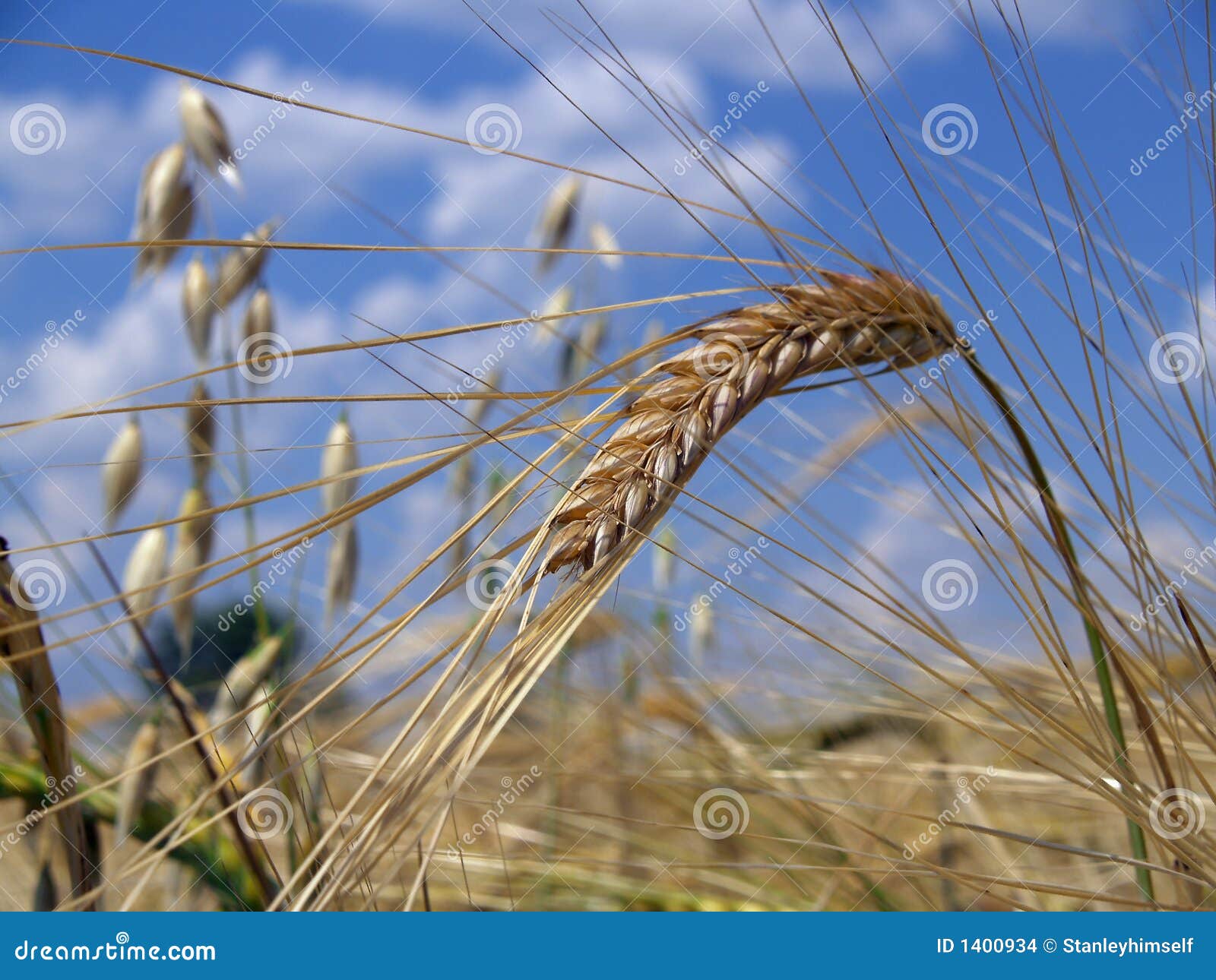 Ukrainian Wheat stock photo. Image of lamblike, summer - 1400934