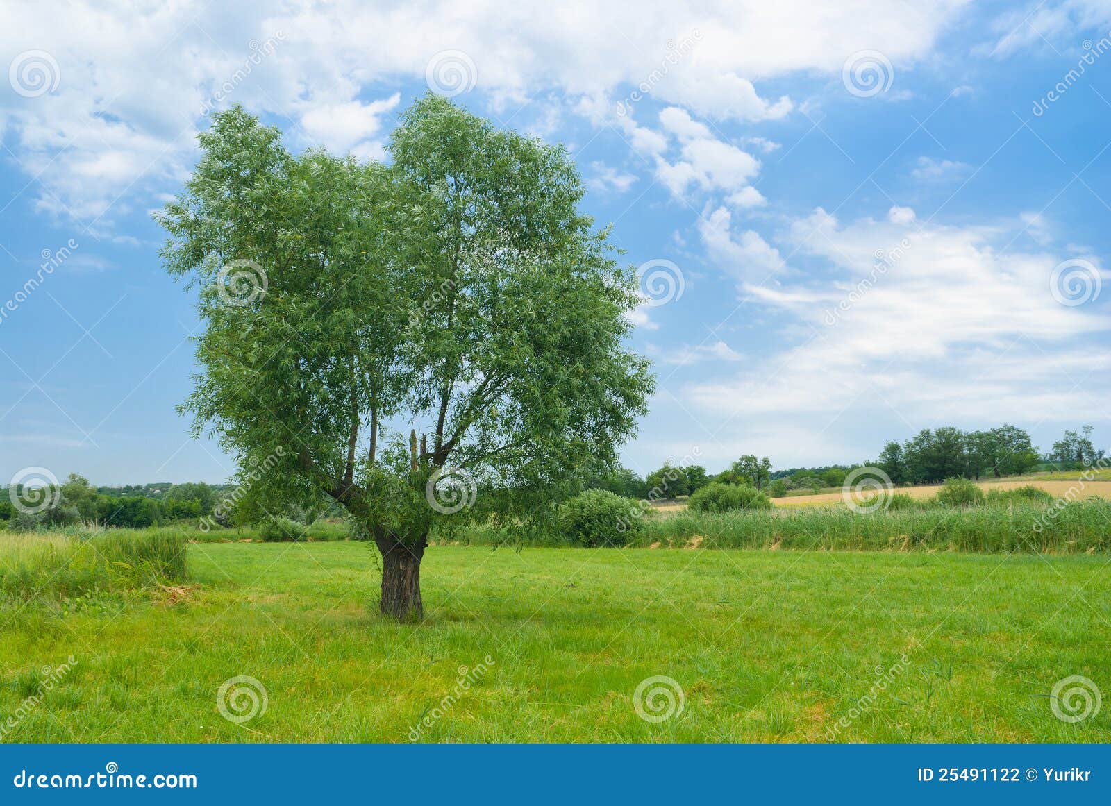 Ukranian Landscape with Lonely Willow Tree Stock Photo - Image of wheat ...