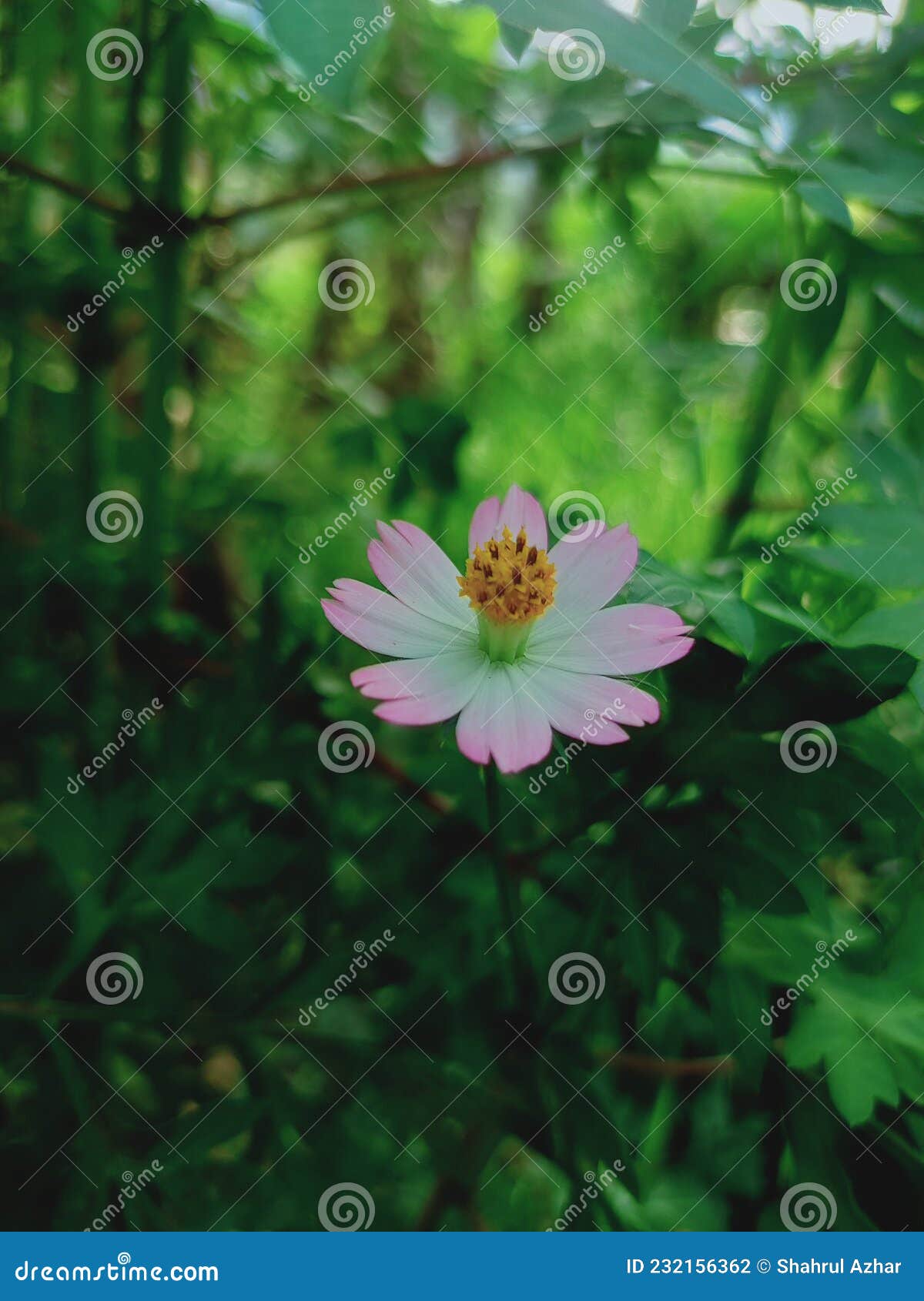 Ulam raja flower stock photo. Image of raja, ulamraja - 232156362