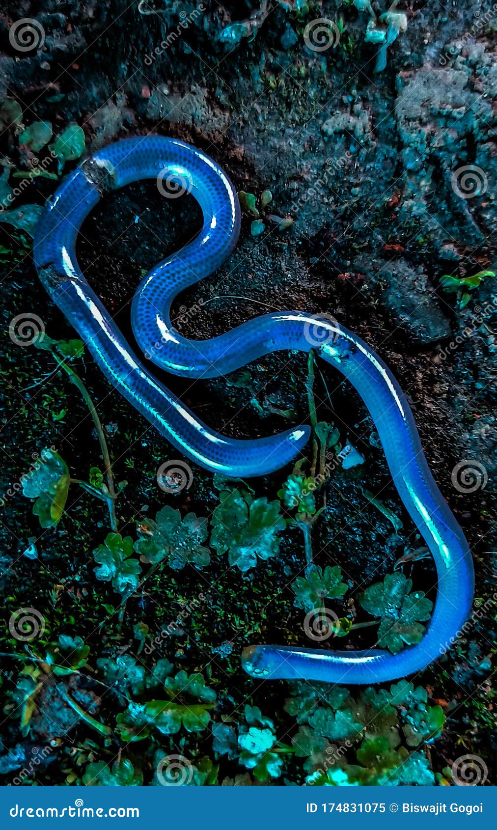 Ular Asli Indonesia Blind Snake Stock Image - Image of underground ...