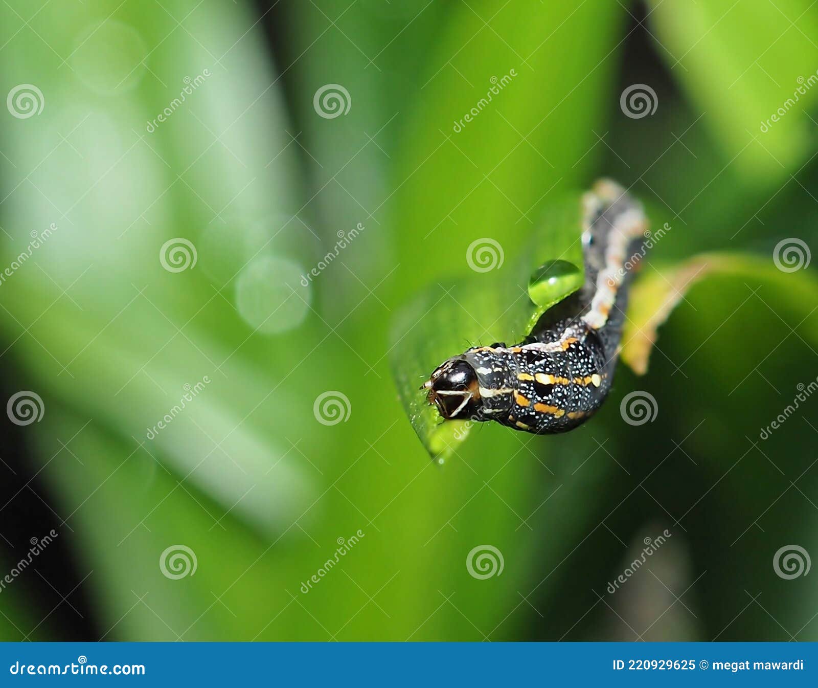 Ulat stock image. Image of makan, ulat, insect, daun - 220929625