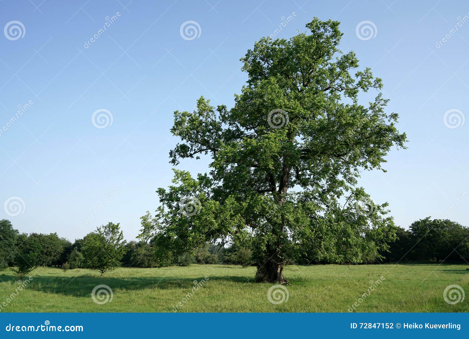 Ulme in einem Park stockfoto. Bild von bereich, botanisch - 72847152