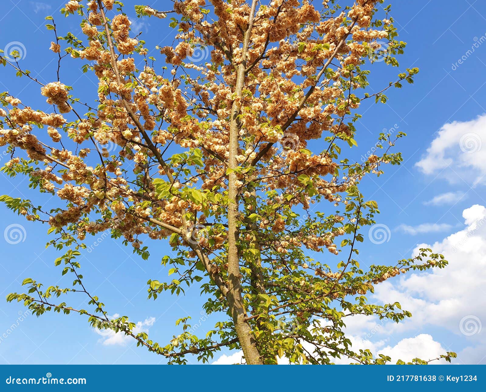 Ulmus minor or Elm trees stock photo. Image of beautiful - 217781638