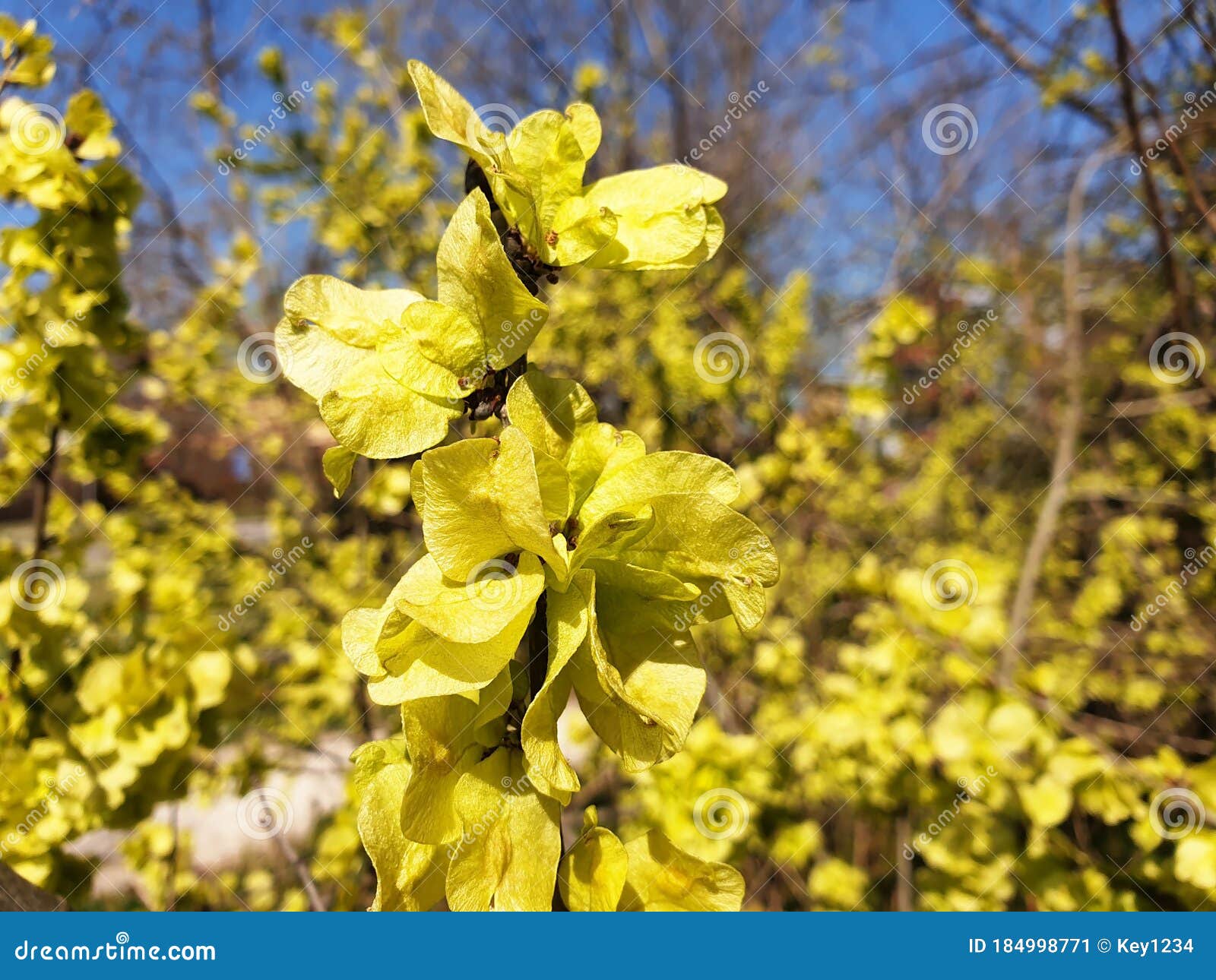 Ulmus minor or Elm trees stock image. Image of petal - 184998771
