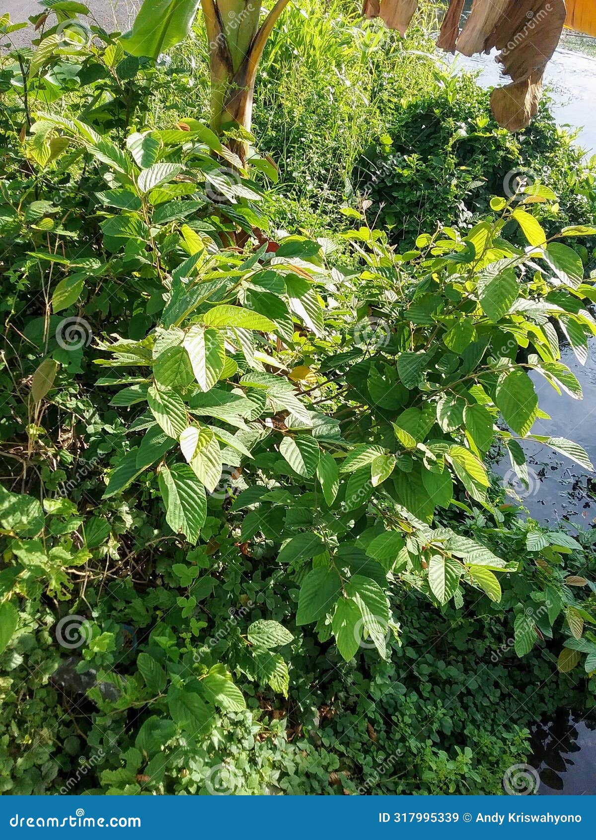 The Ulmus Tree is a Type of Broad Leaf Whose Leaf Surface is Uneven and ...