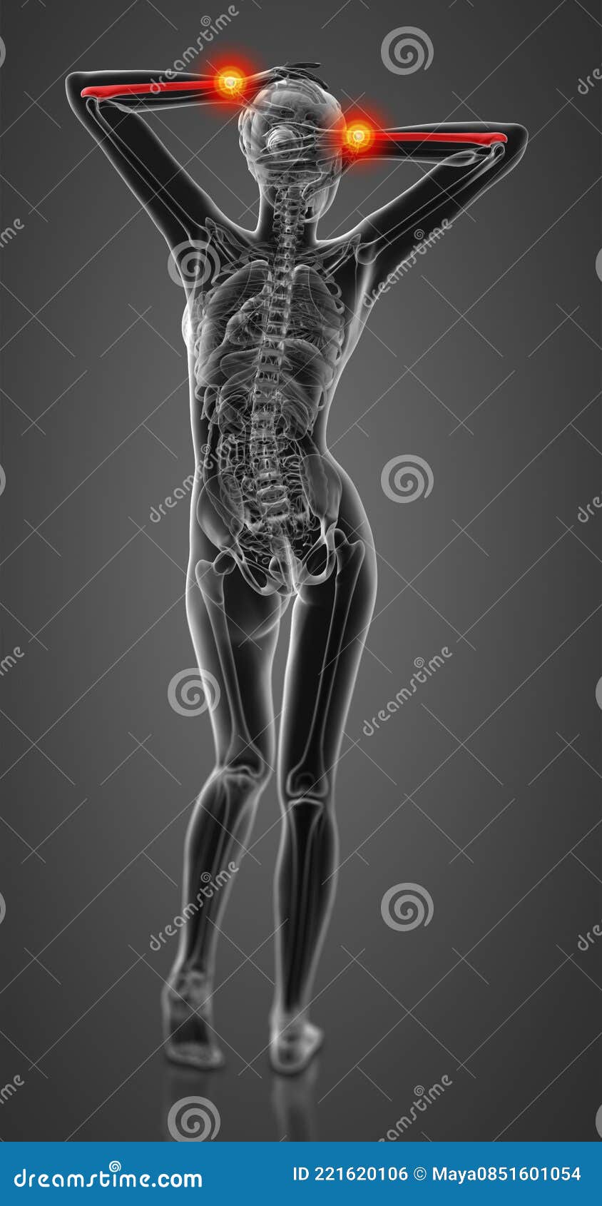 Highlighted Ulna Royalty-Free Cartoon | CartoonDealer.com #30723860