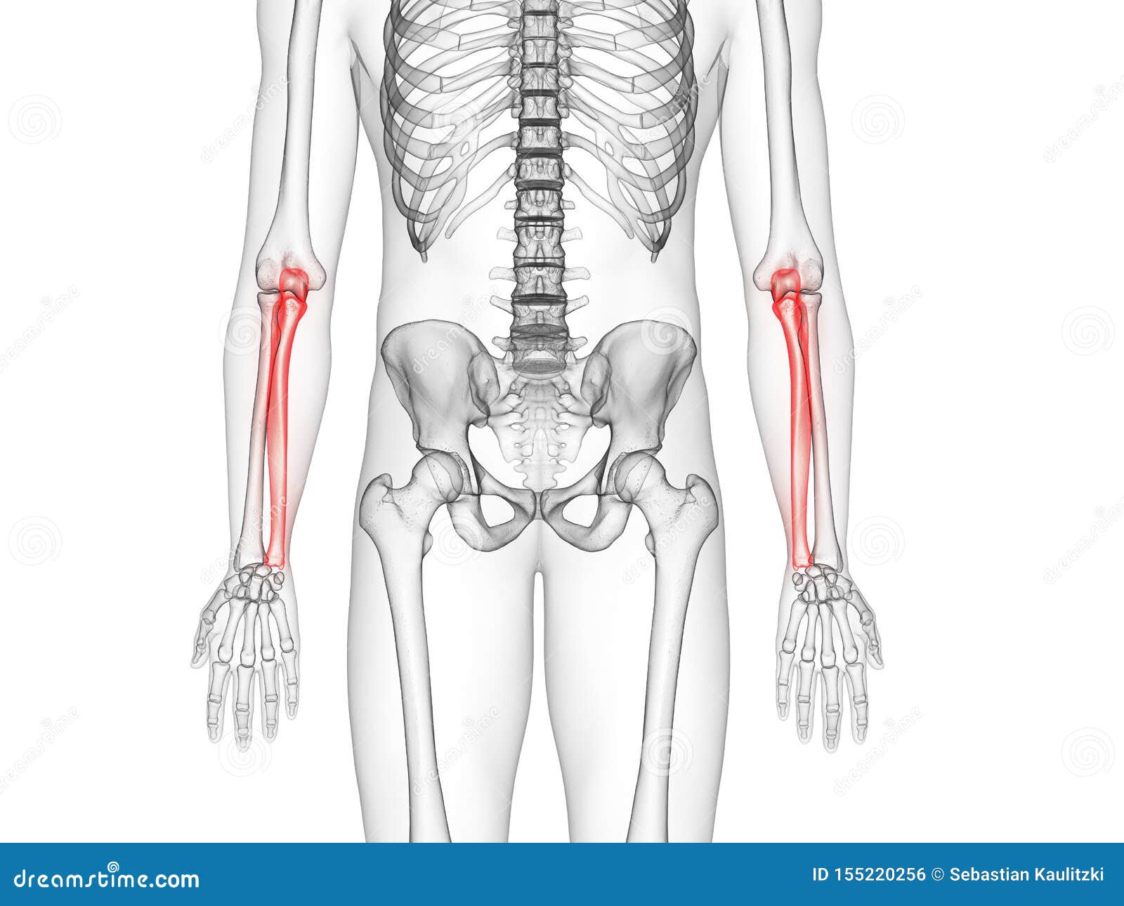 Ulna Cartoons, Illustrations & Vector Stock Images - 2973 Pictures to ...