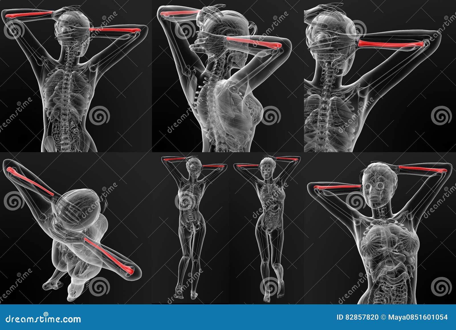Highlighted Ulna Royalty-Free Cartoon | CartoonDealer.com #30723860
