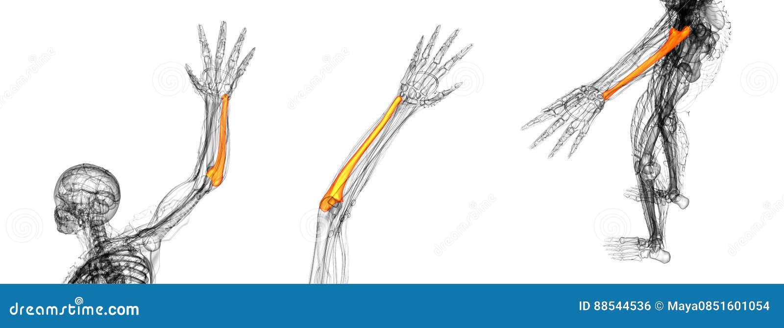 Ulna Bone Stock Illustration | CartoonDealer.com #88544536