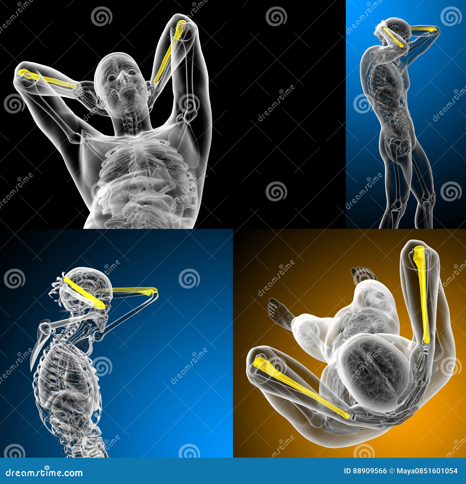 Ulna bone stock illustration. Illustration of body, skeleton - 88909566