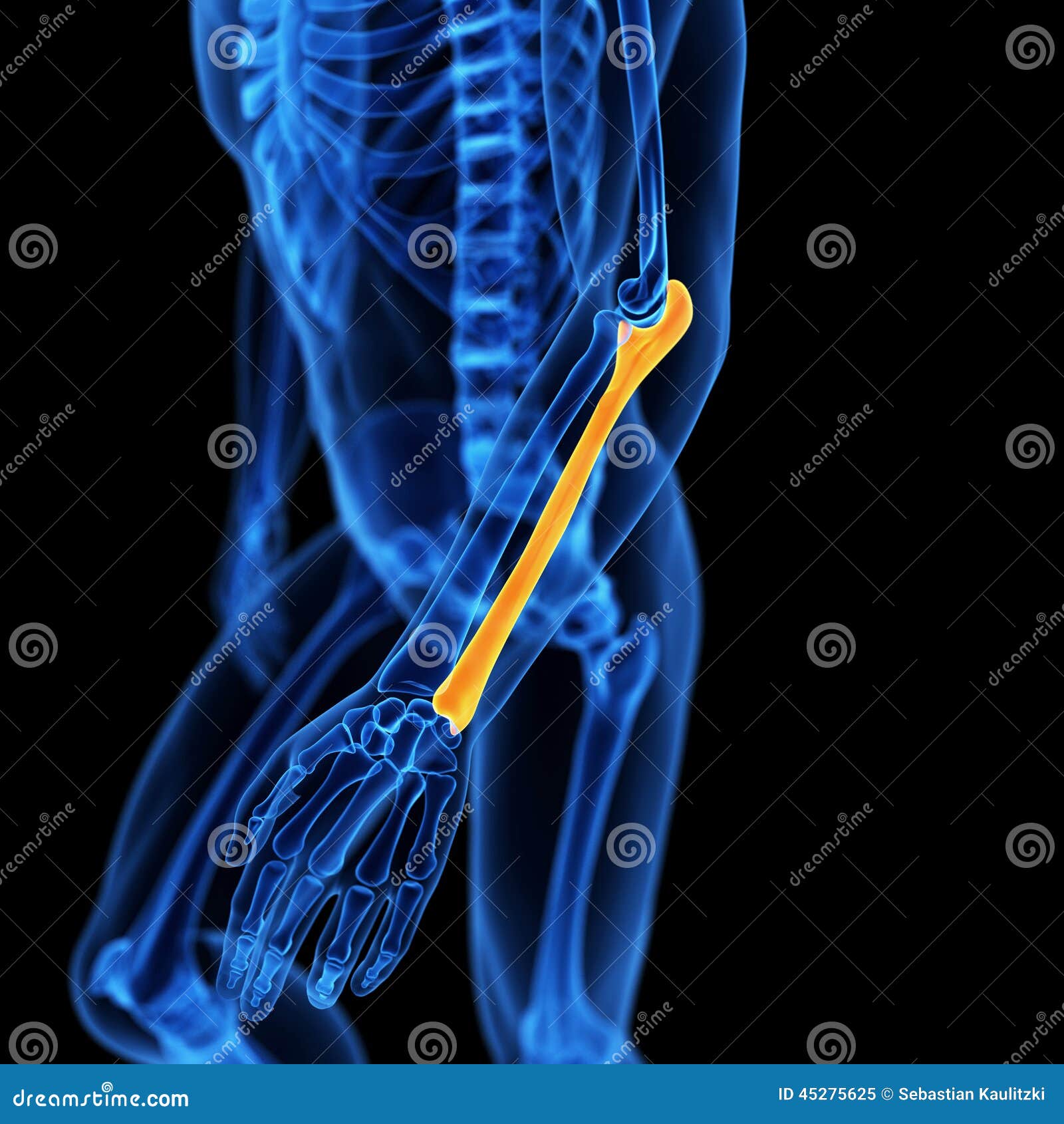 Ulna Bone Anatomy With Ciculatory System Stock Photo | CartoonDealer ...