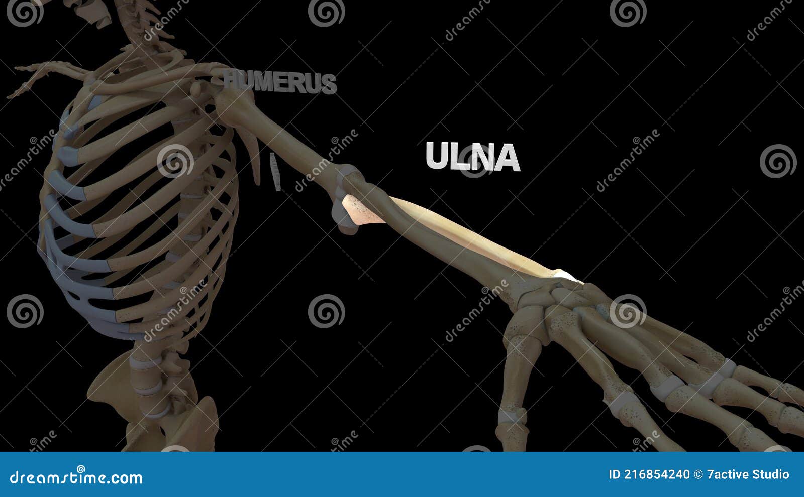 Human Bone Ulna of Upper Limb Stock Illustration - Illustration of ...