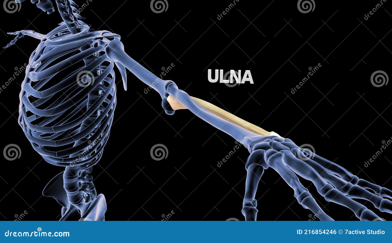 Human Ulna Bone