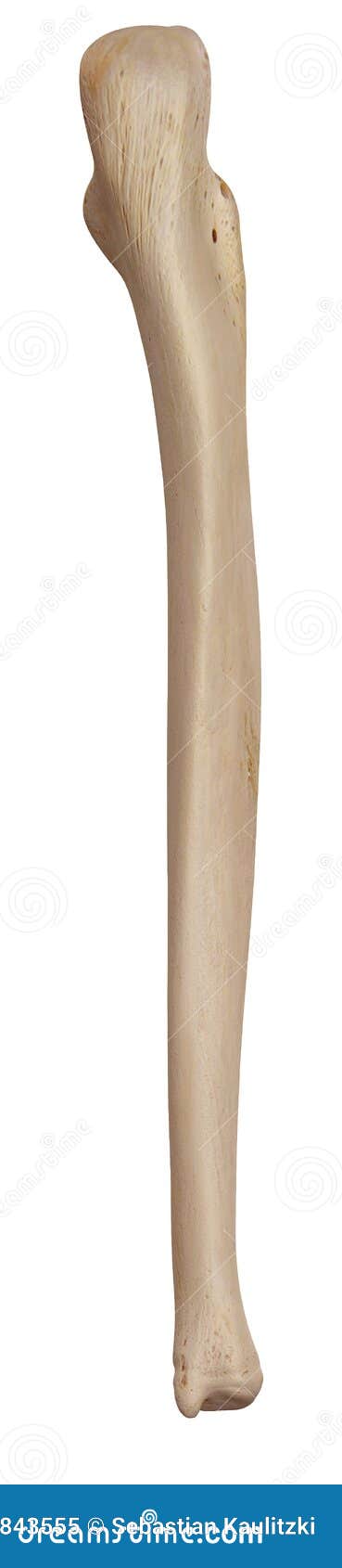 The ulna stock illustration. Illustration of graphic - 57843555