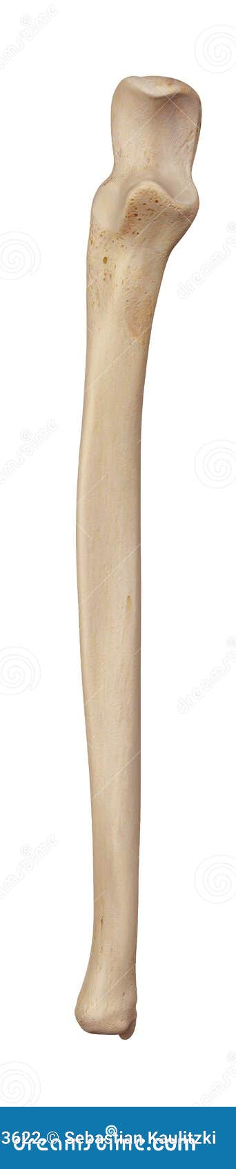 Ulna Cartoons, Illustrations & Vector Stock Images - 3008 Pictures to ...