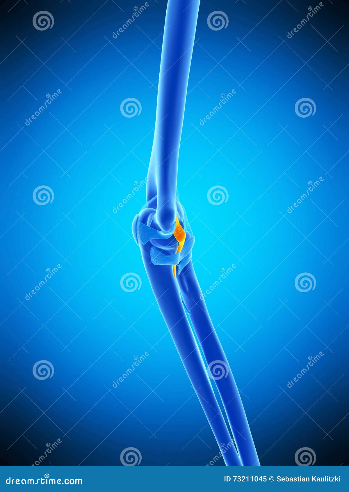 The Ulnar Collateral Ligament Stock Illustration - Illustration of ulna ...