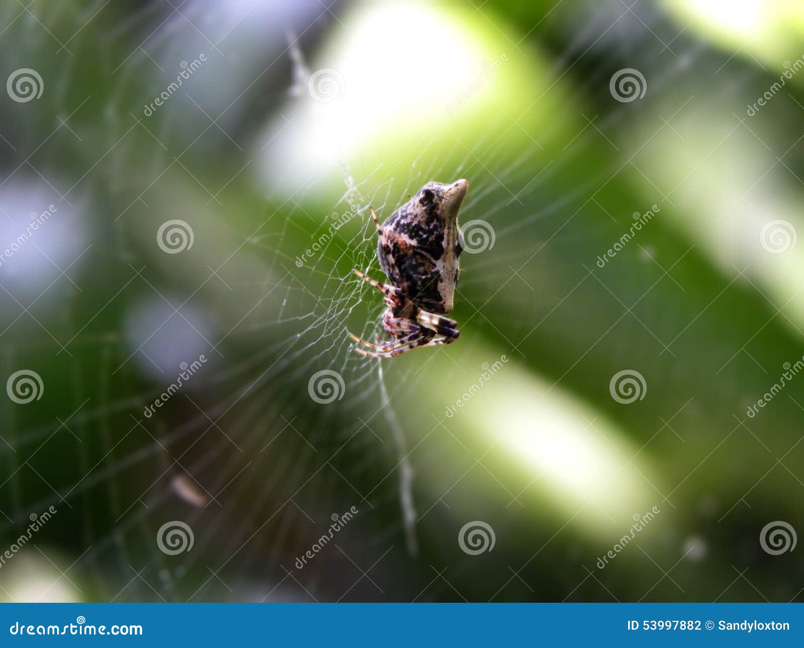 Uloborid Spider 2 stock photo. Image of arachnids, gardens - 53997882