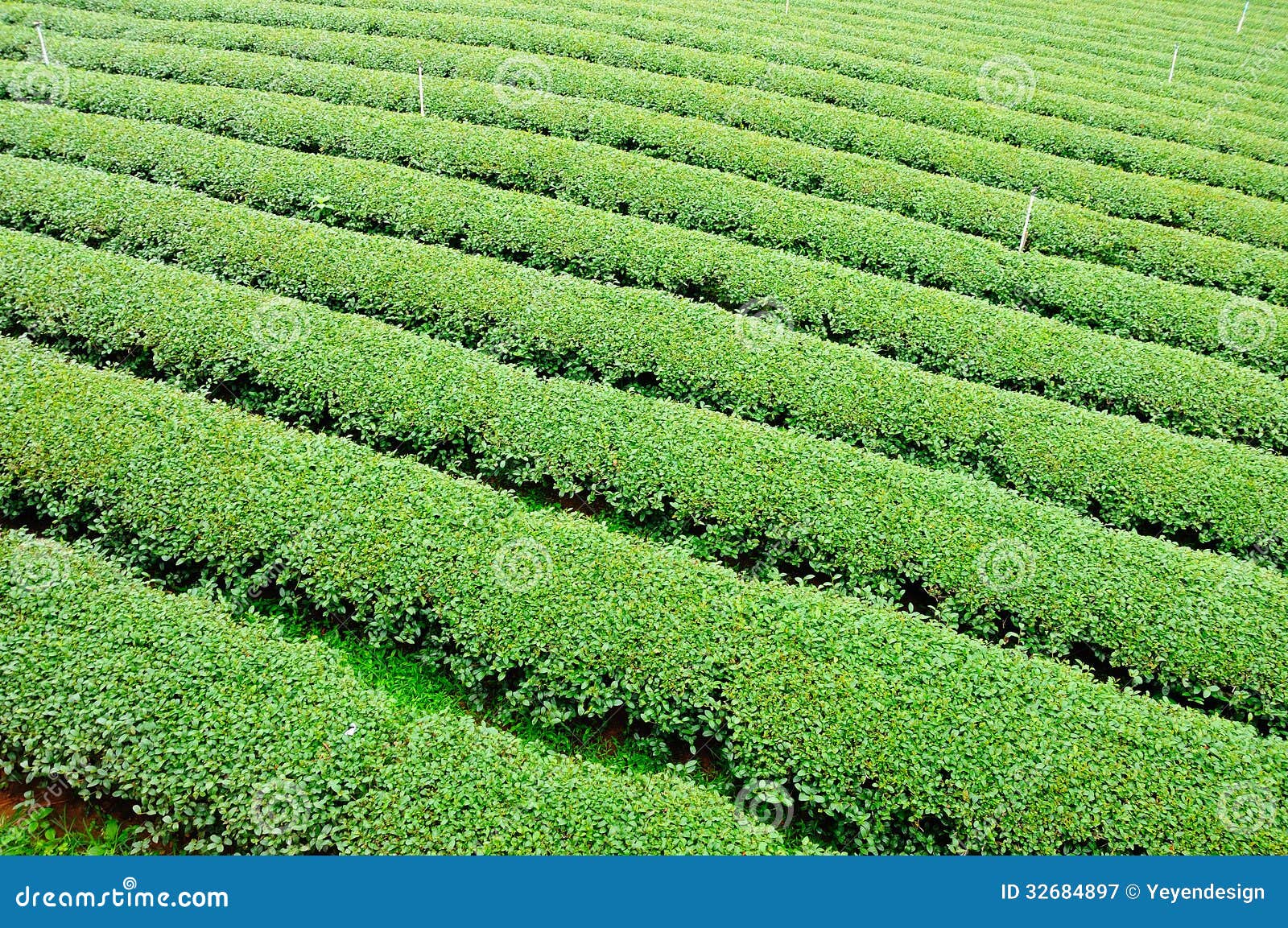Ulong tea farm stock image. Image of nature, landscape - 32684897