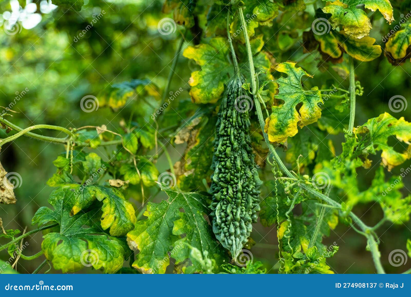 The Ultimate Growing Bitter Gourd Stock Image - Image of bitter, green ...