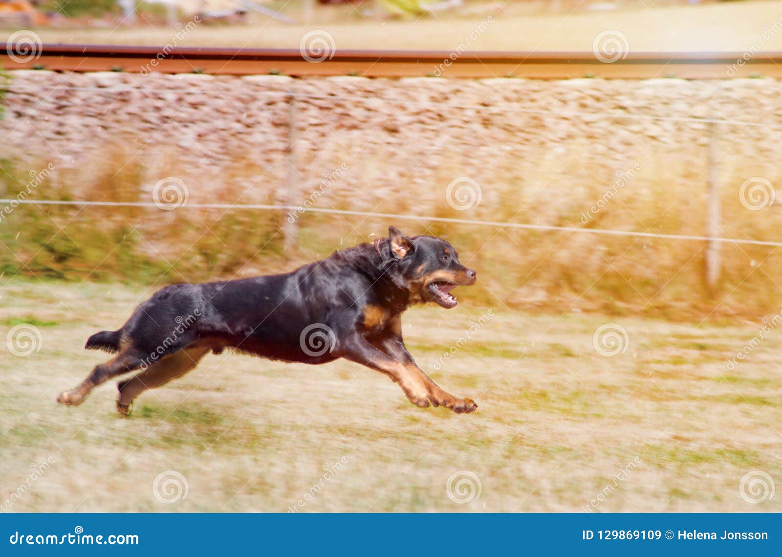 Working dog the rottweiler stock image. Image of windy - 129869109