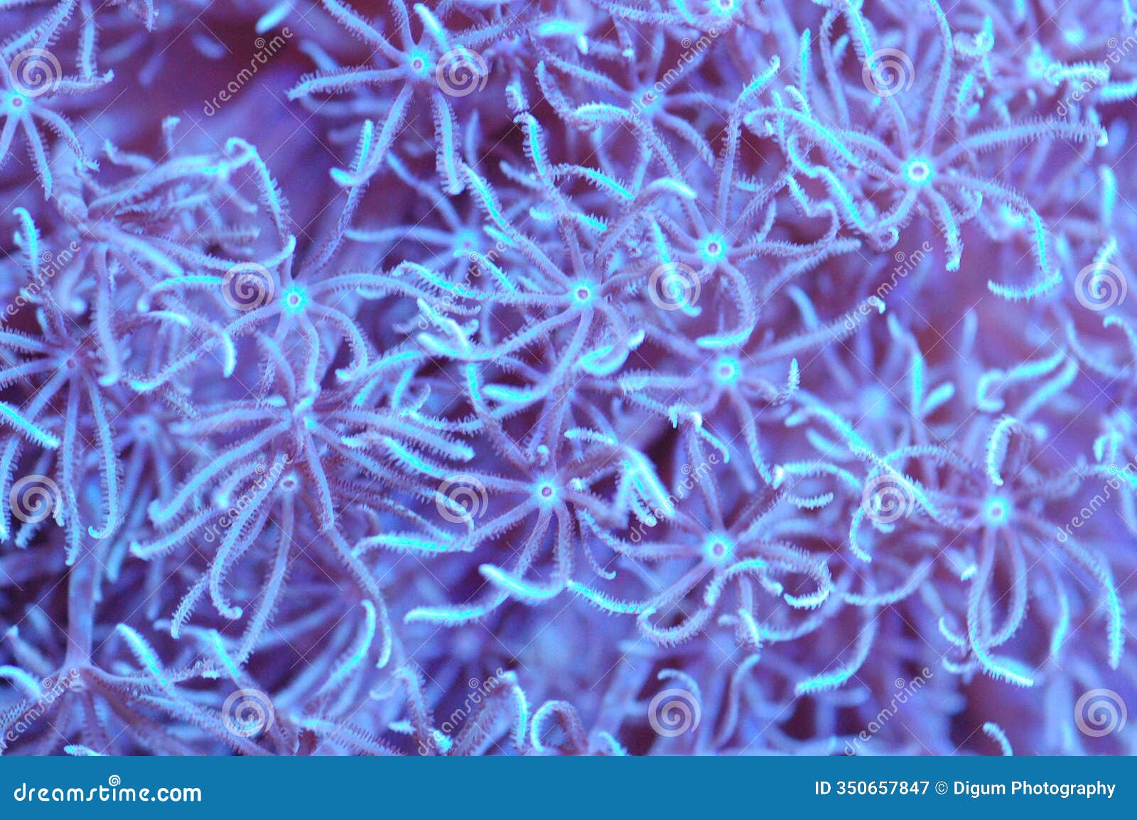 Ultra Blue Xenia - Anthelia Spp Stock Image - Image of underwater ...