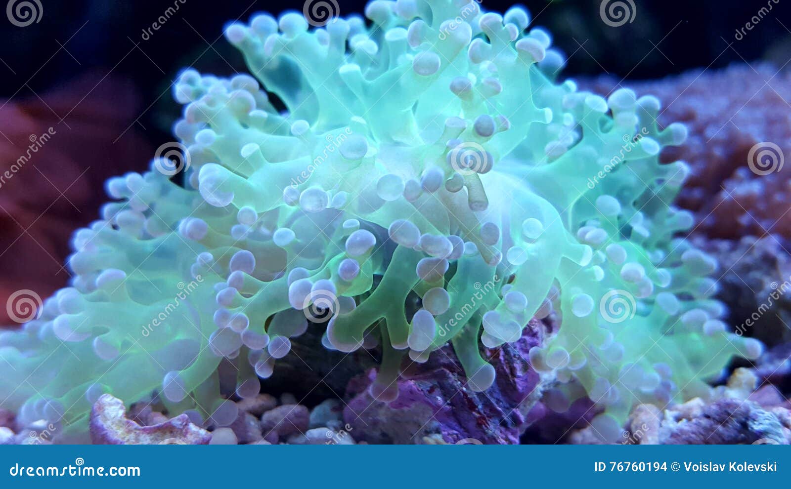 Ultra Green Euphyllia Coral Stock Photo - Image of green, ultra: 76760194