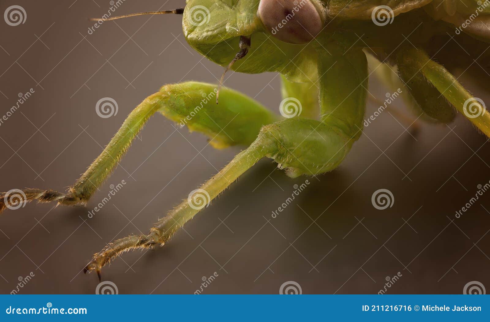 Leaf Hopper Spider stock photo. Image of insect, jump - 211216716