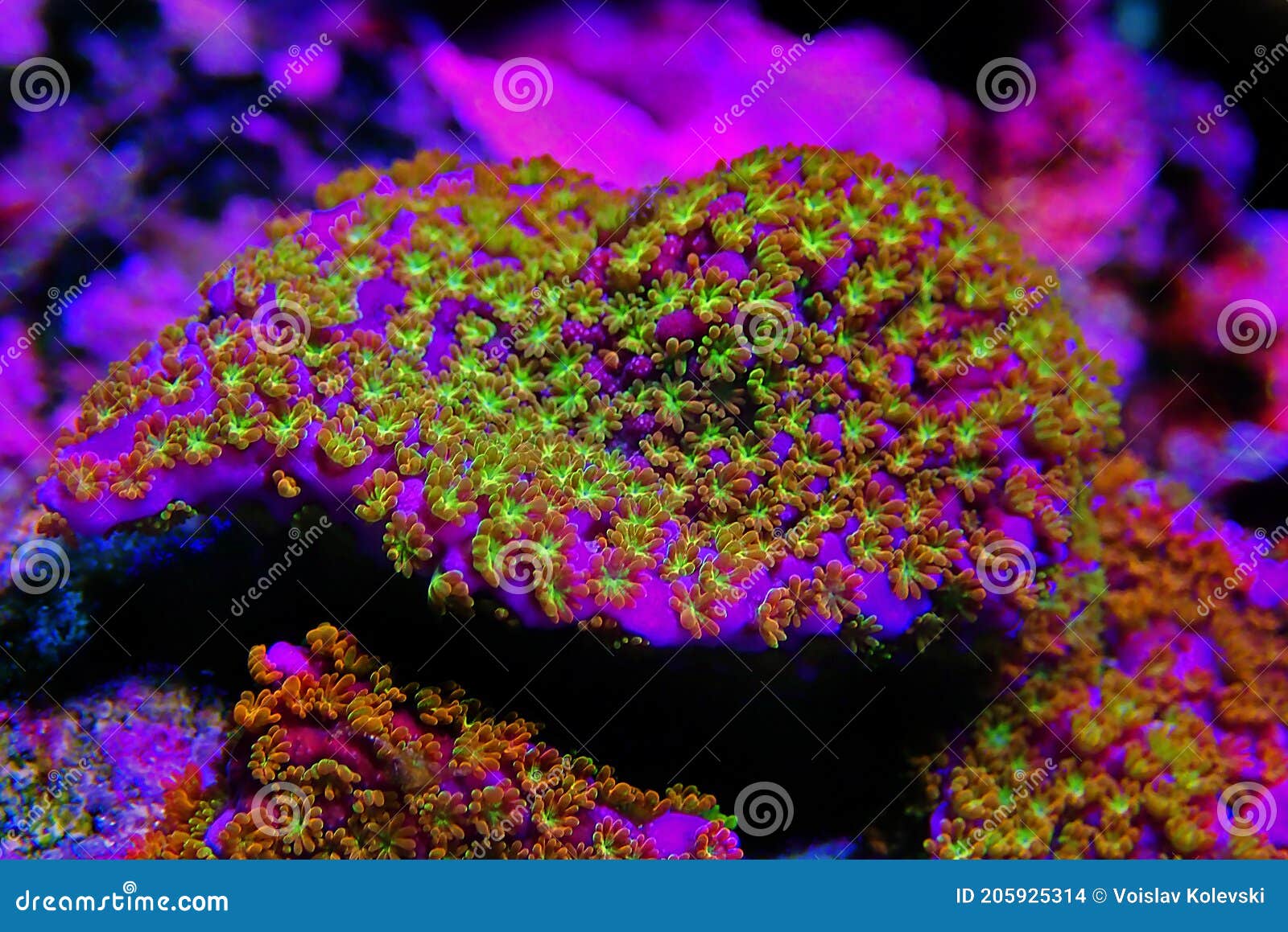 Ultra Macro Polyps Scene from Montipora Short Polyp Stony Coral Stock ...