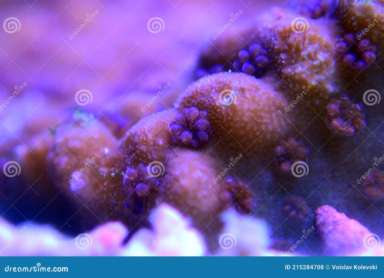 Ultra Macro Polyps Scene from Montipora Short Polyp Stony Coral Stock ...