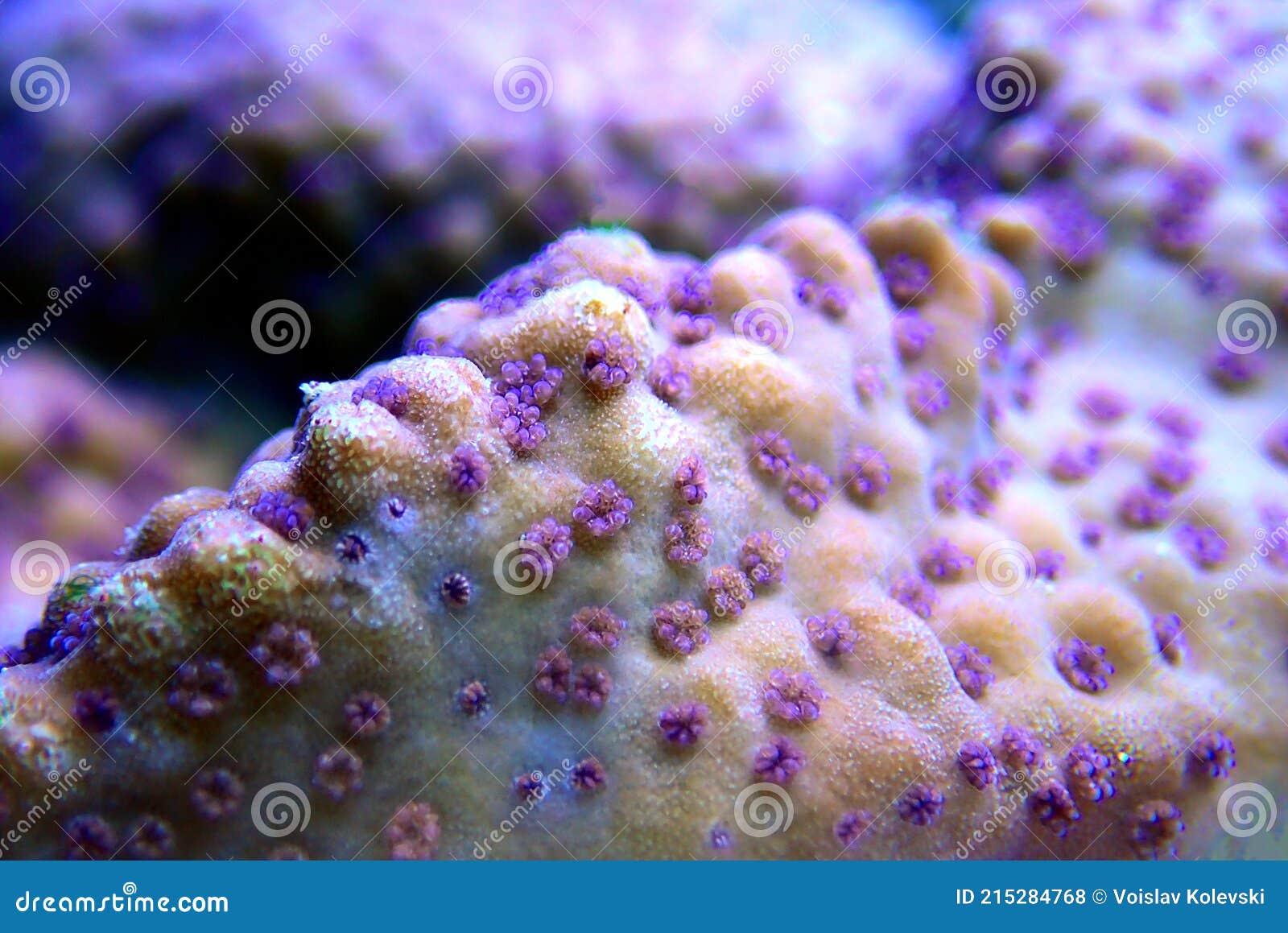 Ultra Macro Polyps Scene from Montipora Short Polyp Stony Coral Stock ...