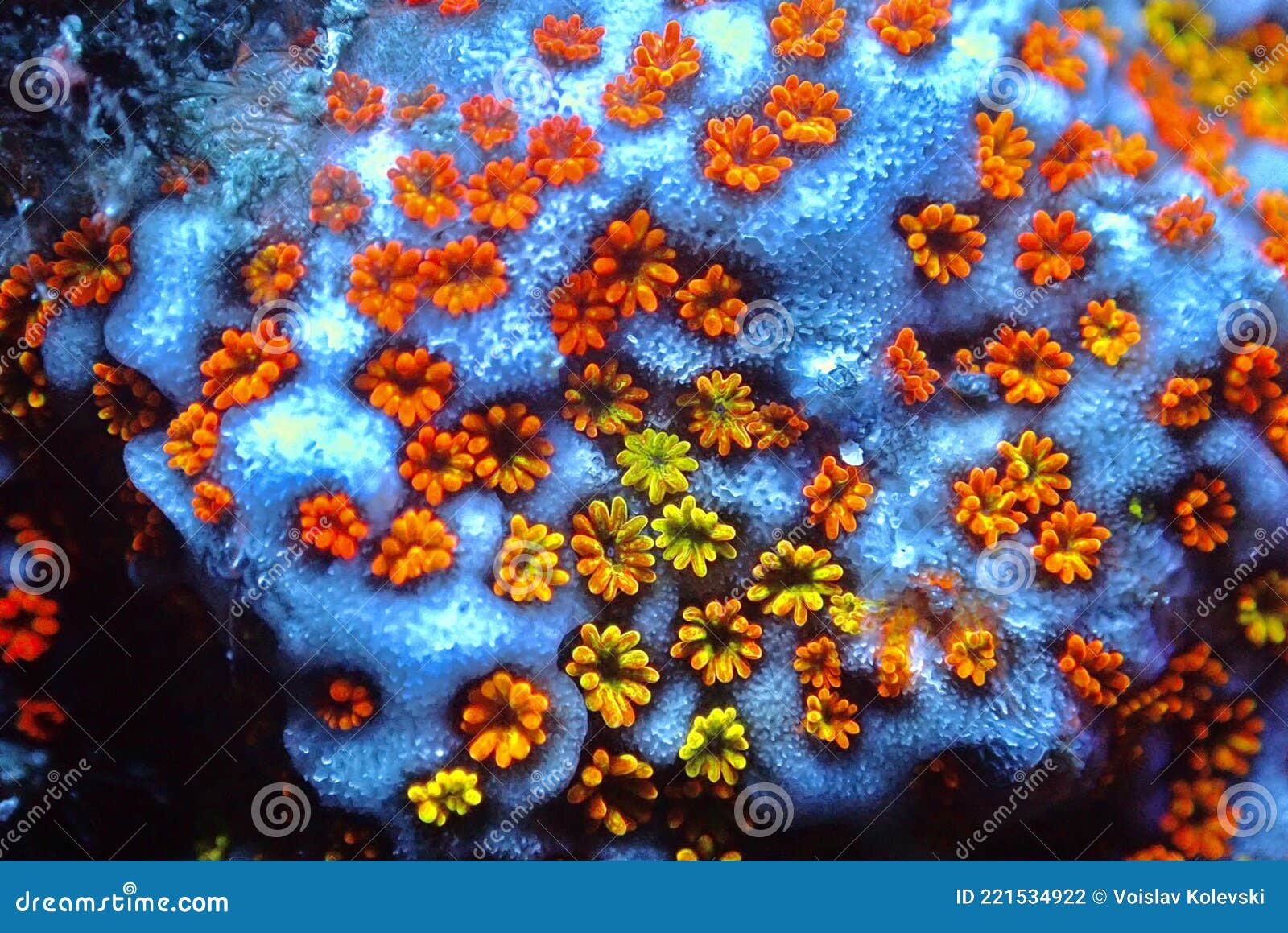 Ultra Macro Polyps Scene from Montipora Short Polyp Stony Coral Stock ...
