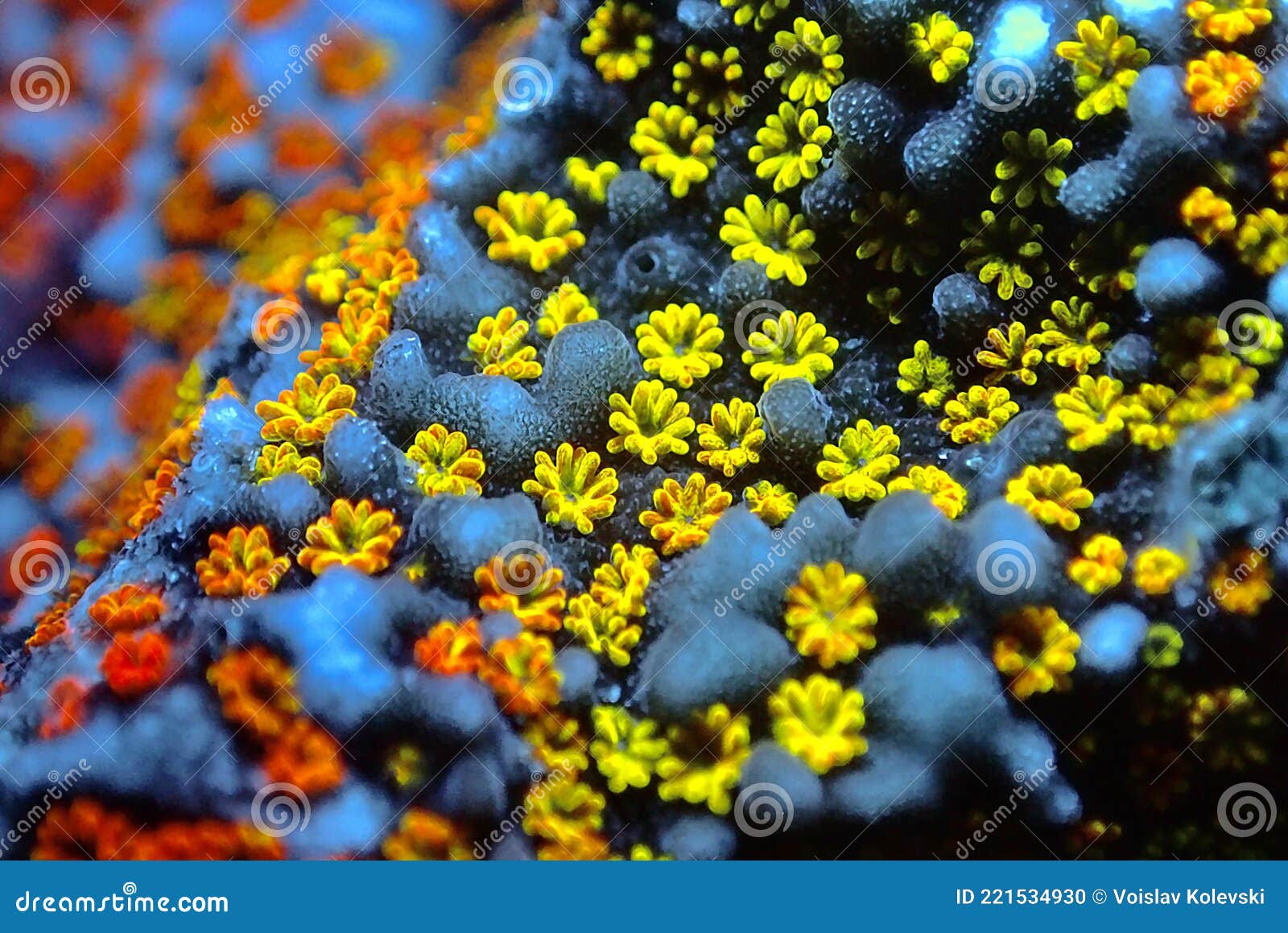 Ultra Macro Polyps Scene from Montipora Short Polyp Stony Coral Stock ...